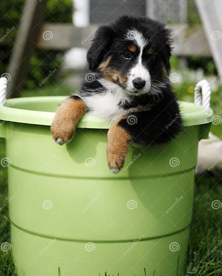 Puppy in bucket stock image. Image of puppy, shepard, breed - 5608025