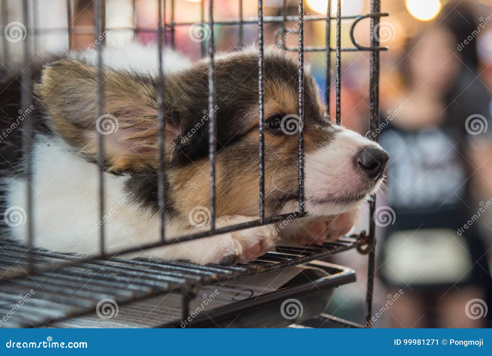 Puppy in Cage Dog with Sadness Stock Image - Image of kennel, eyes ...