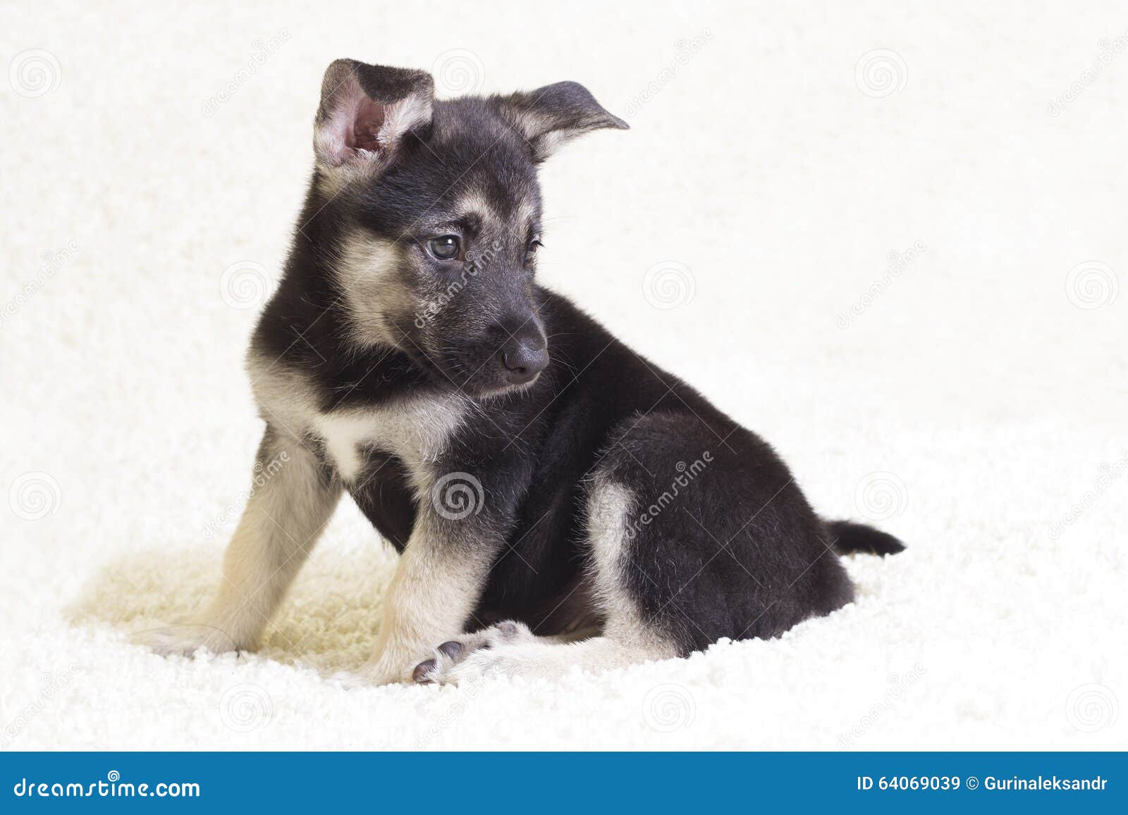 Puppy on carpet stock image. Image of young, puppy, head - 64069039