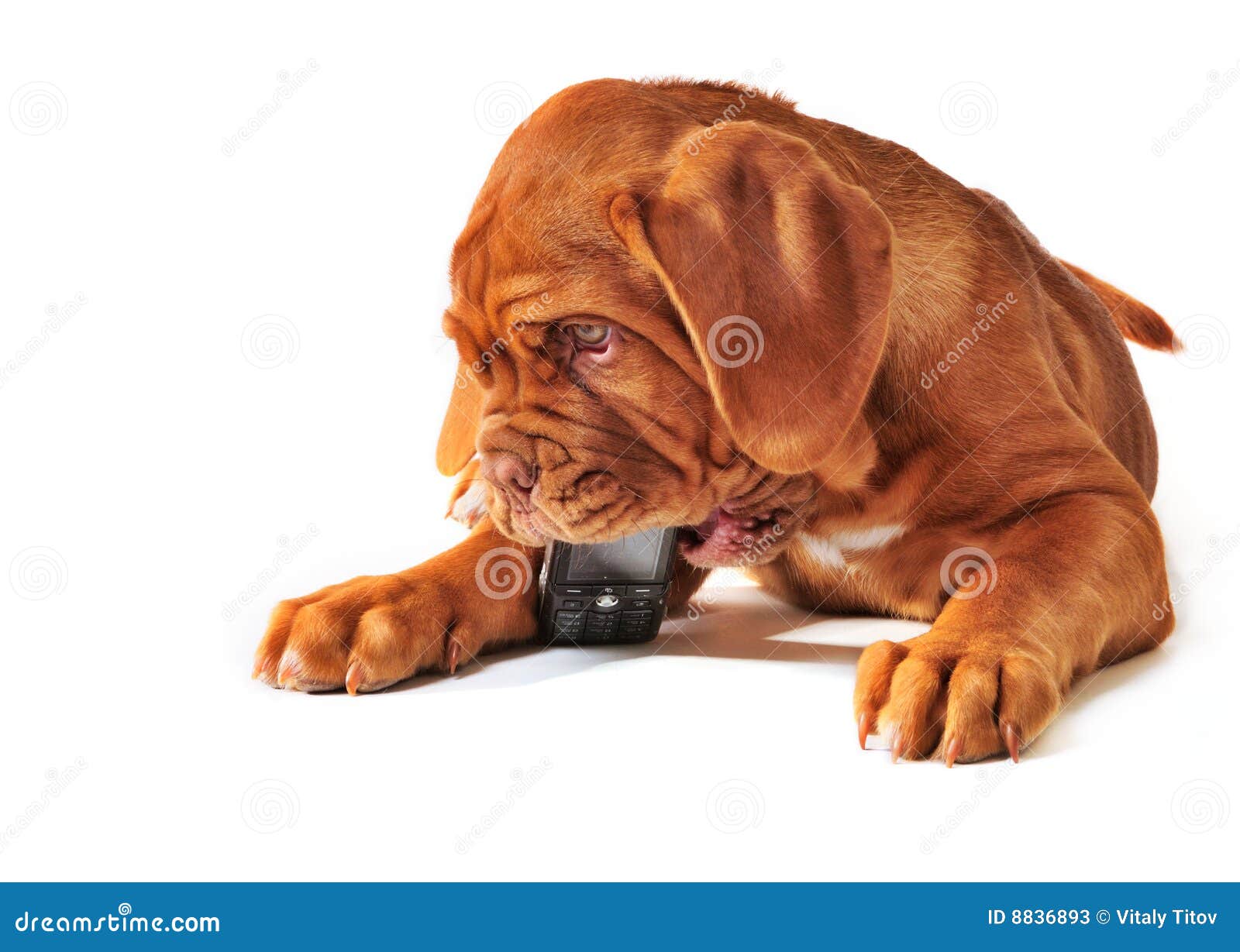 Puppy with Cell Phone stock image. Image of communication - 8836893