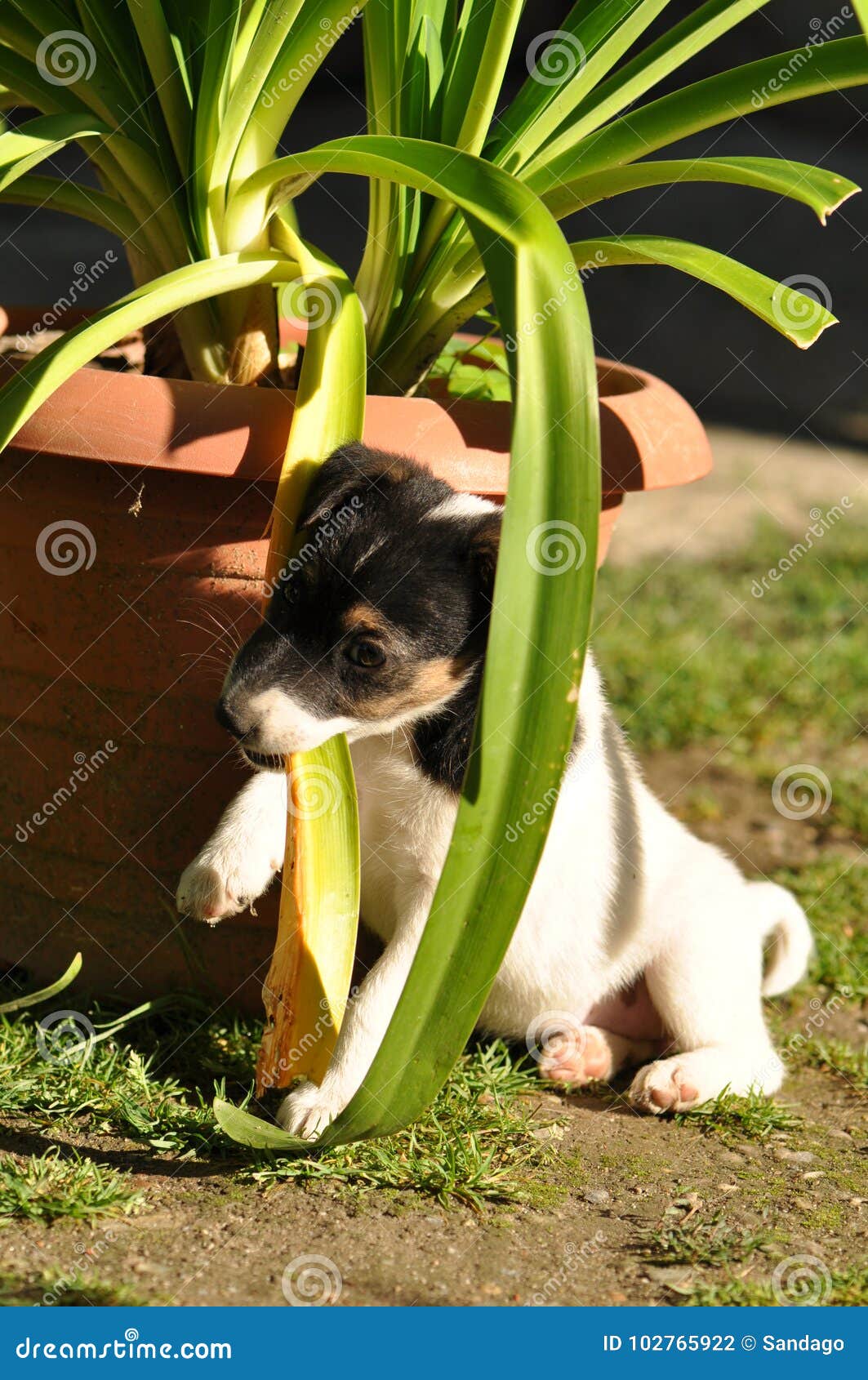 Puppy chewing plant stock photo. Image of friend, breed - 102765922
