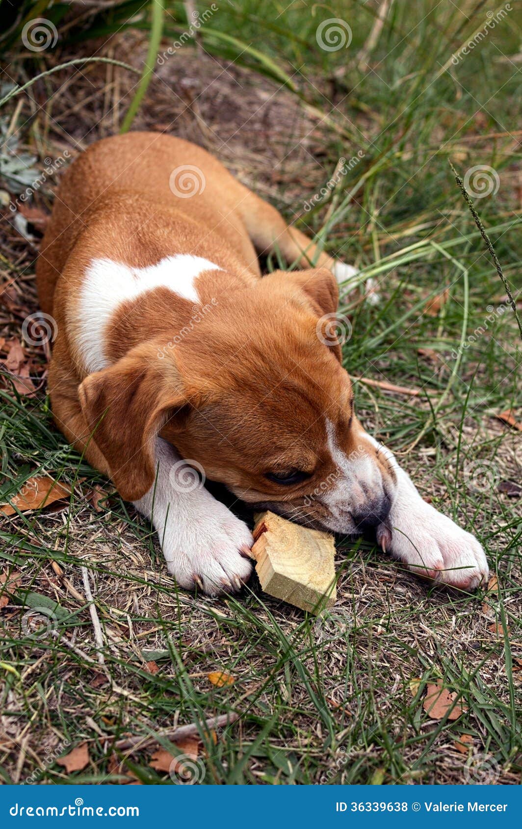 Puppy chewing a stick stock photo. Image of development - 36339638
