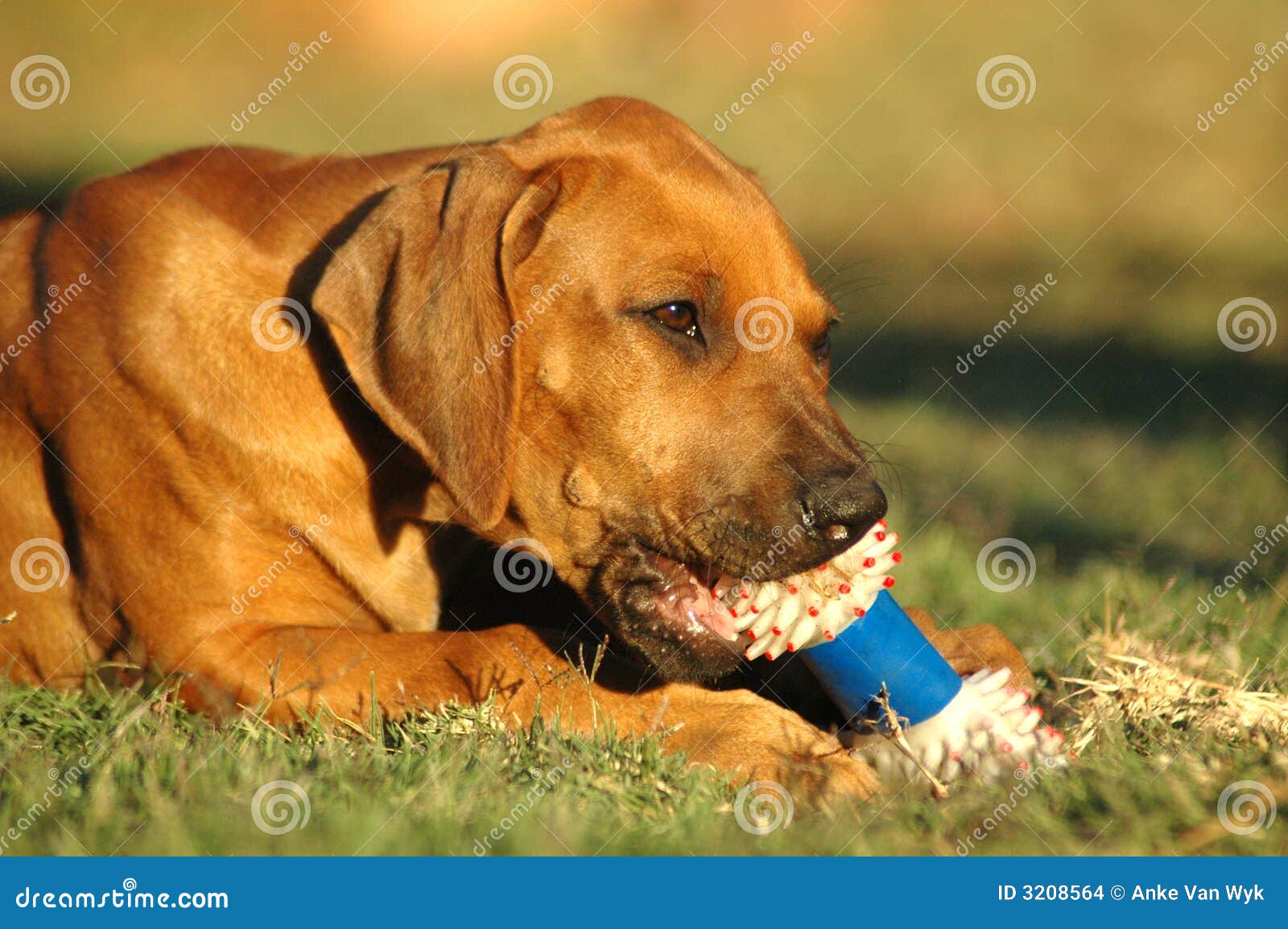 Puppy chewing toy stock photo. Image of bred, domestic - 3208564