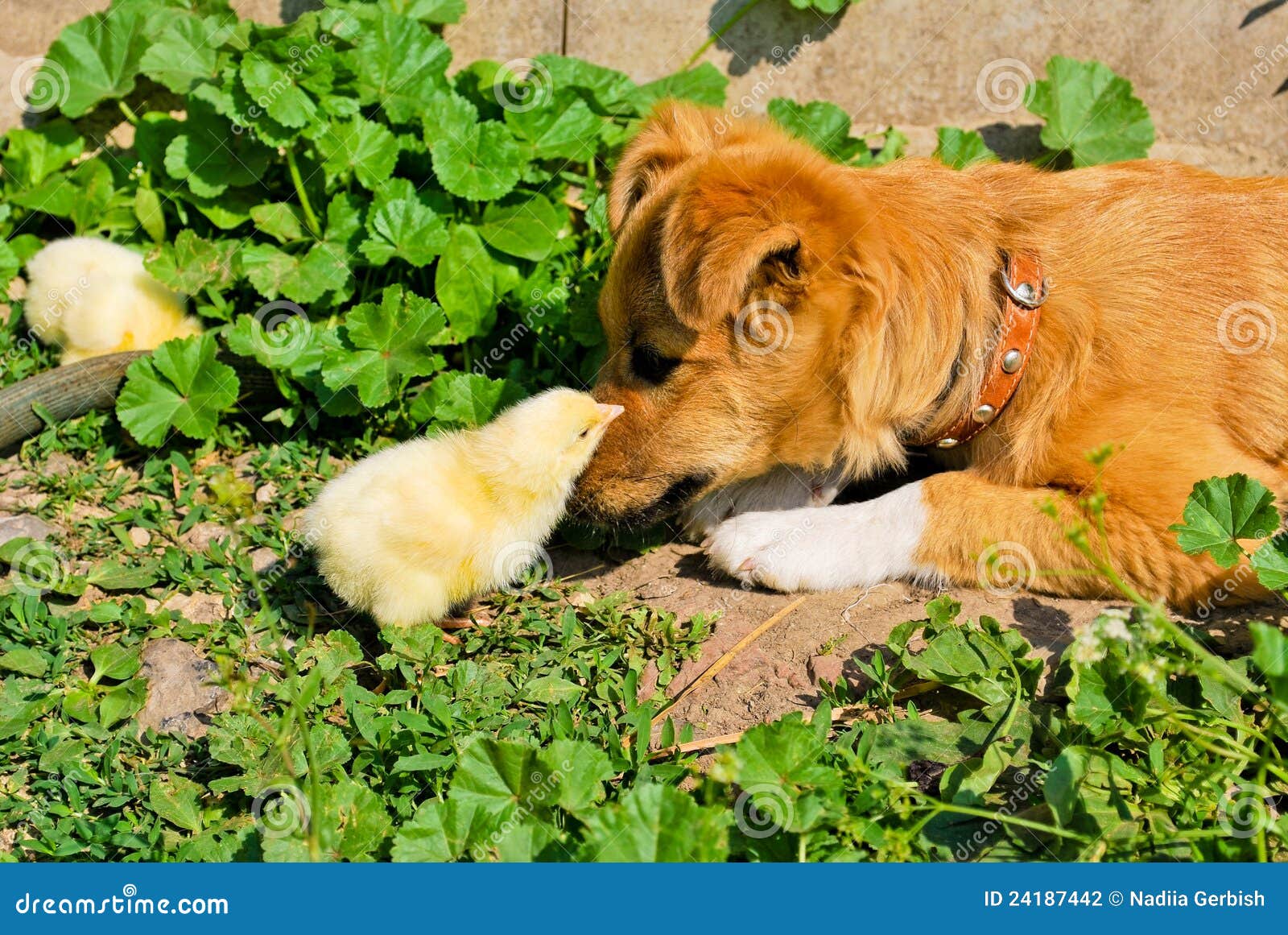 Puppy and chickens stock photo. Image of group, horizontal - 24187442