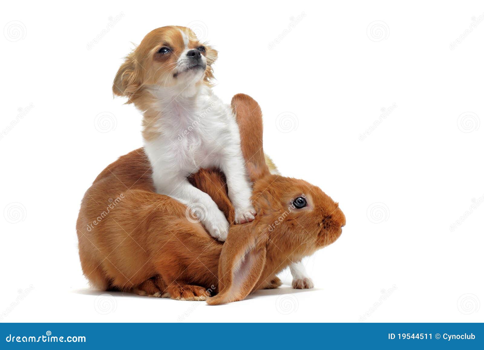 Cute Puppy And Bunny