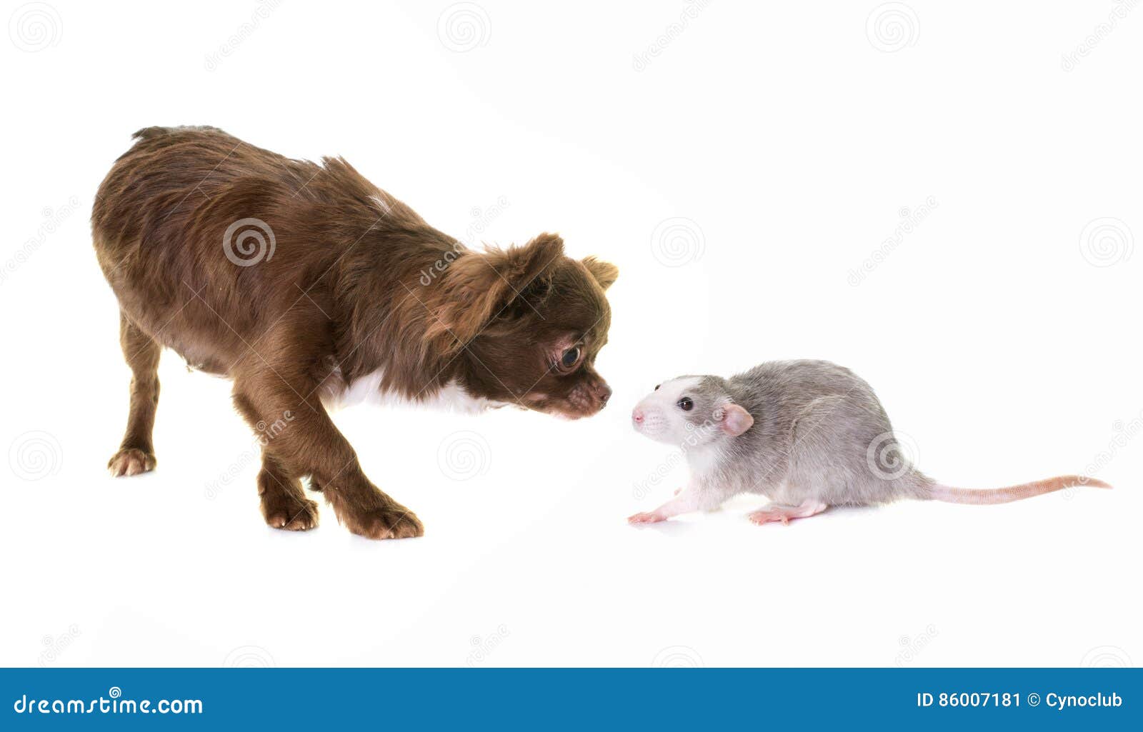 Puppy chihuahua and rat stock image. Image of white, husky - 86007181