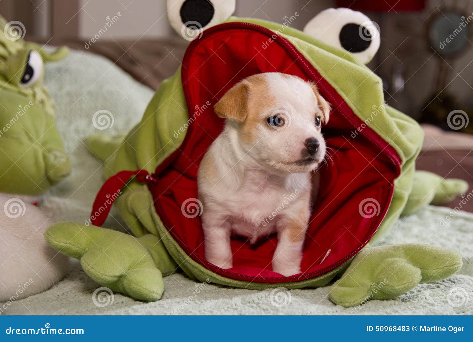 688 Baby Chiwawa Photos - Free & Royalty-Free Stock Photos from Dreamstime