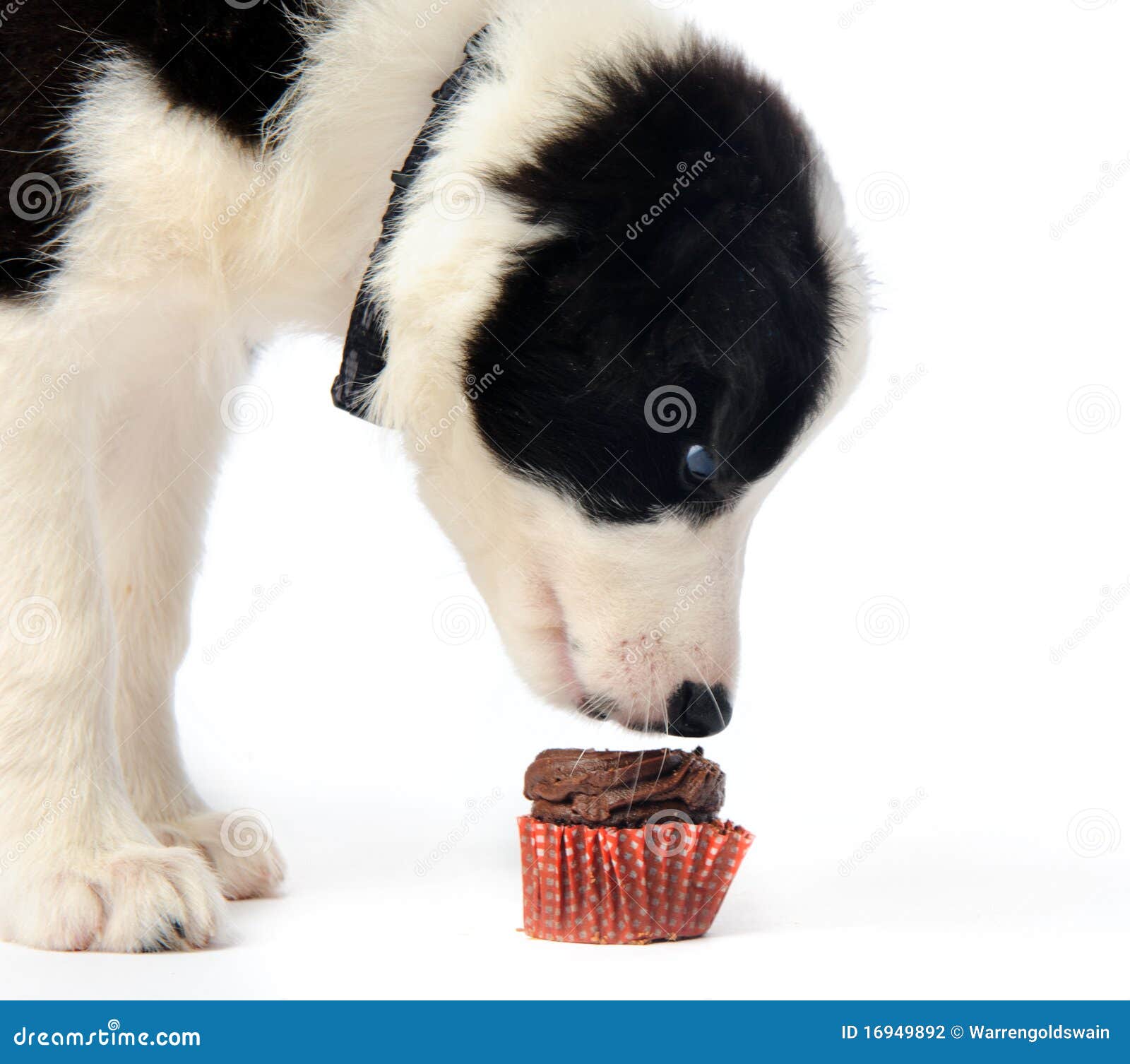 Puppy and Chocolate Cupcake Stock Photo - Image of treat, food: 16949892