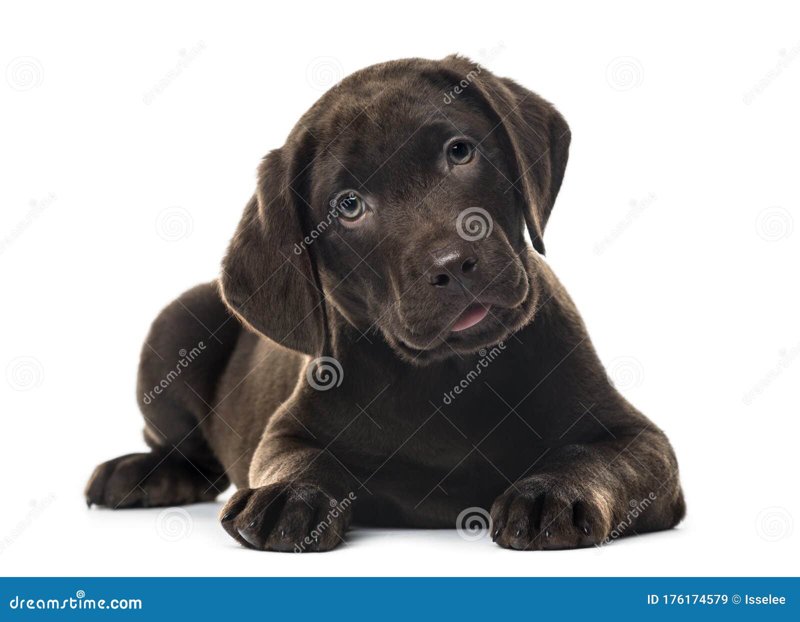 Puppy Chocolate Labrador Retriever Lying, 3 Months Old Stock Image ...