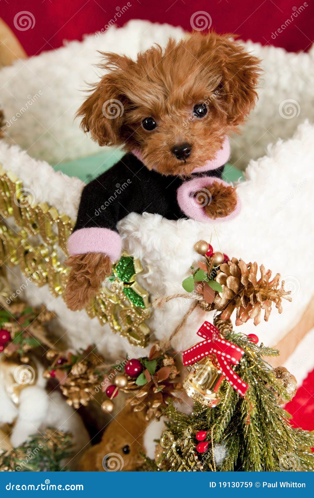 Puppy Christmas gift stock image. Image of poodle, gift - 19130759