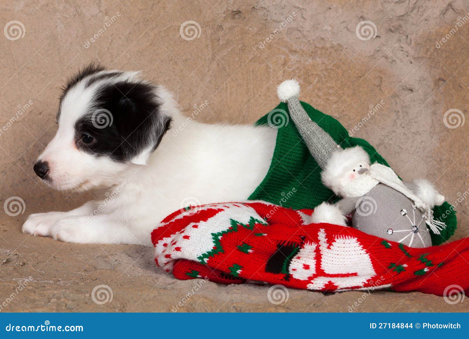 Puppy in Christmas Stocking Stock Photo - Image of purebred, dogs: 27184844