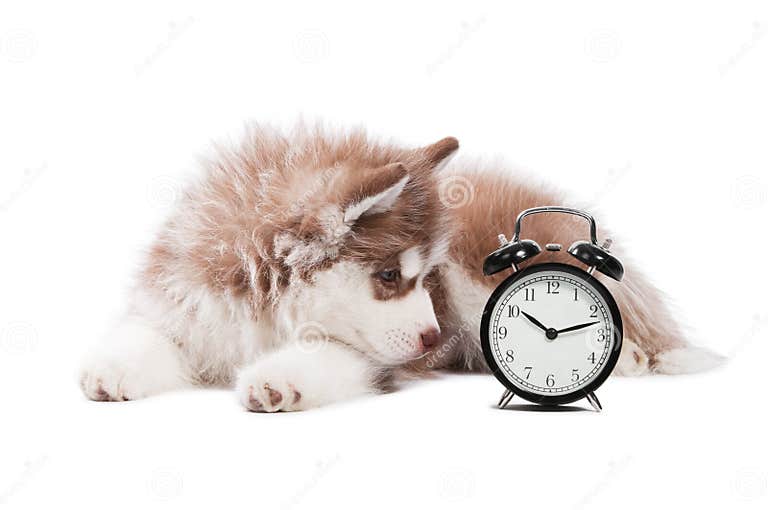 Puppy with clock time stock photo. Image of breed, beautiful - 18585452