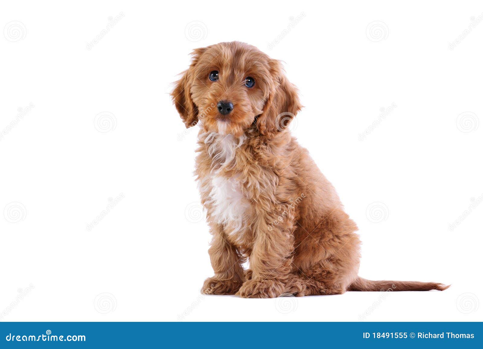 Puppy Cockapoo Isolated On White Royalty-Free Stock Photo ...