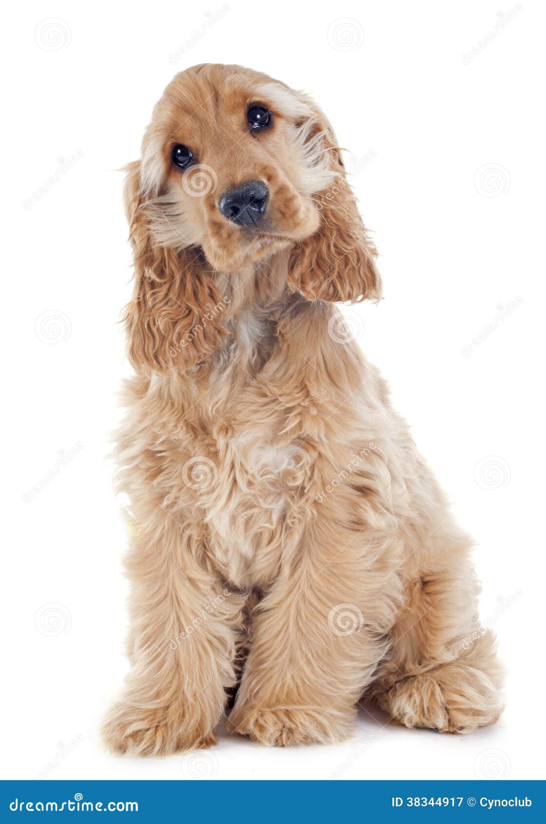 Puppy cocker spaniel stock image. Image of brown, cute - 38344917