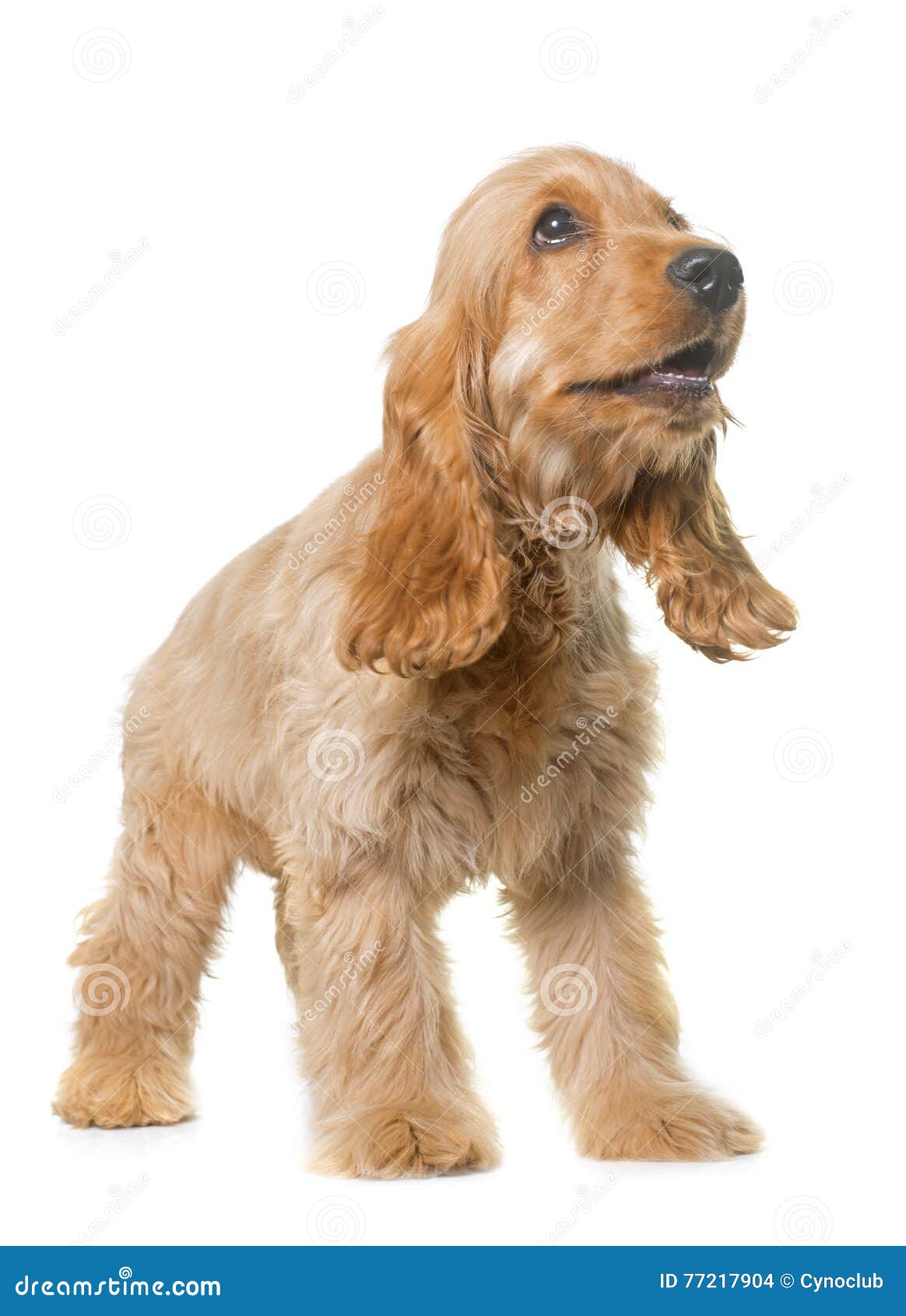 Puppy cocker spaniel stock photo. Image of cocker, puppy - 77217904