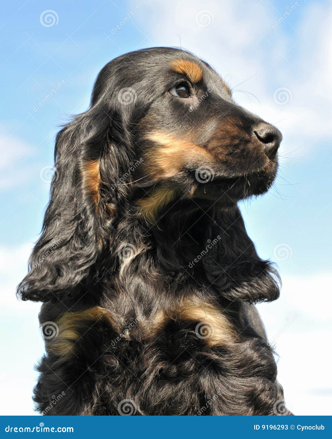 Puppy cocker spanier stock image. Image of baby, pedigree - 9196293