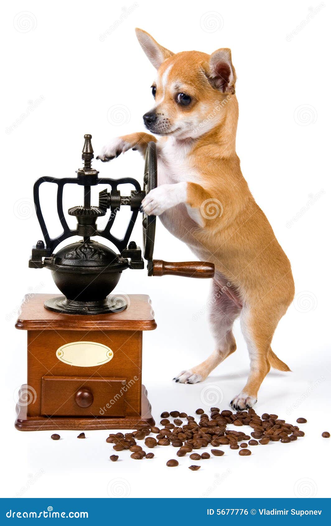 The Puppy with a Coffee Grinder Stock Photo - Image of grinder ...