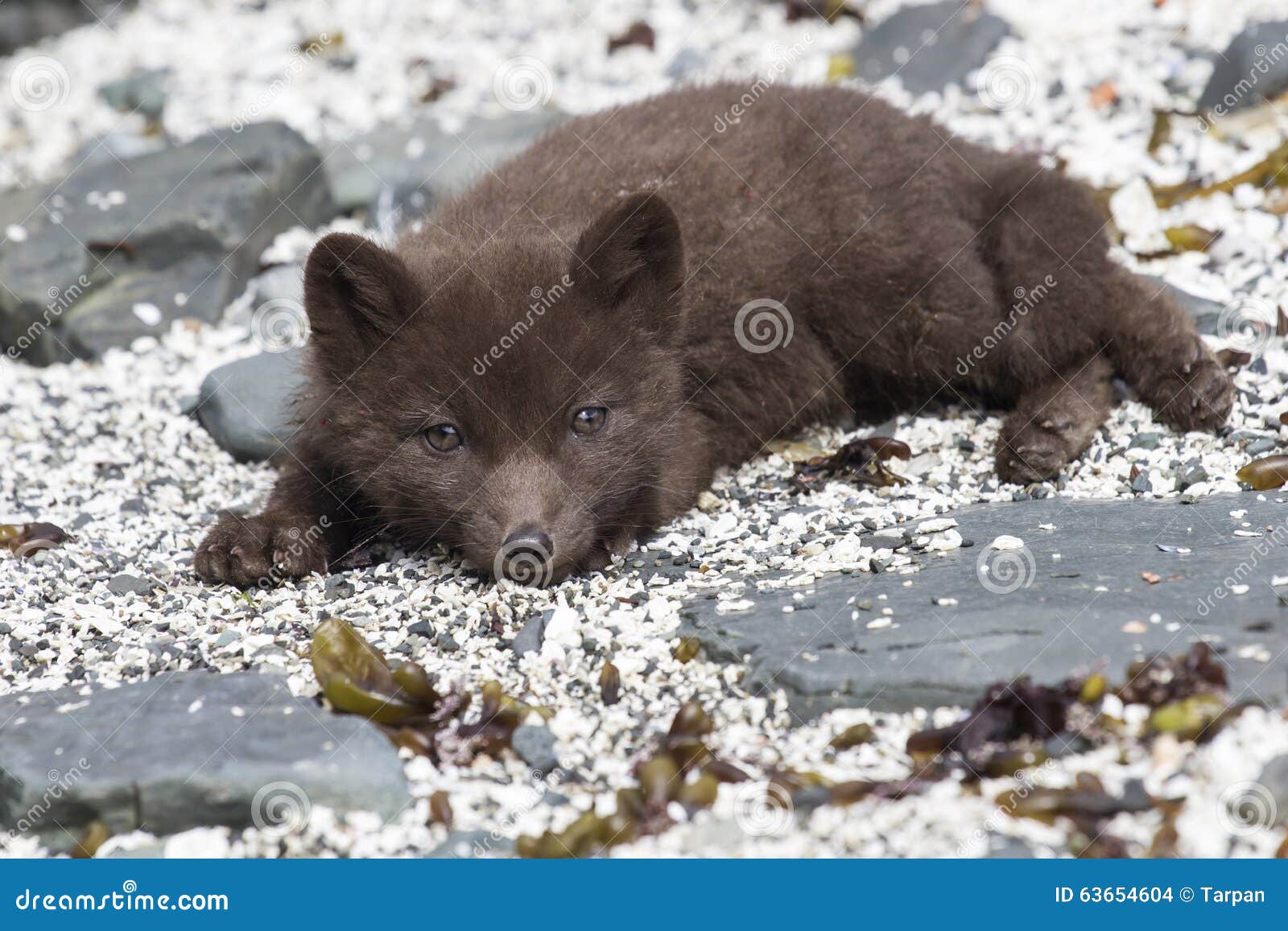 6,144 Sunny Fox Stock Photos - Free & Royalty-Free Stock Photos from ...