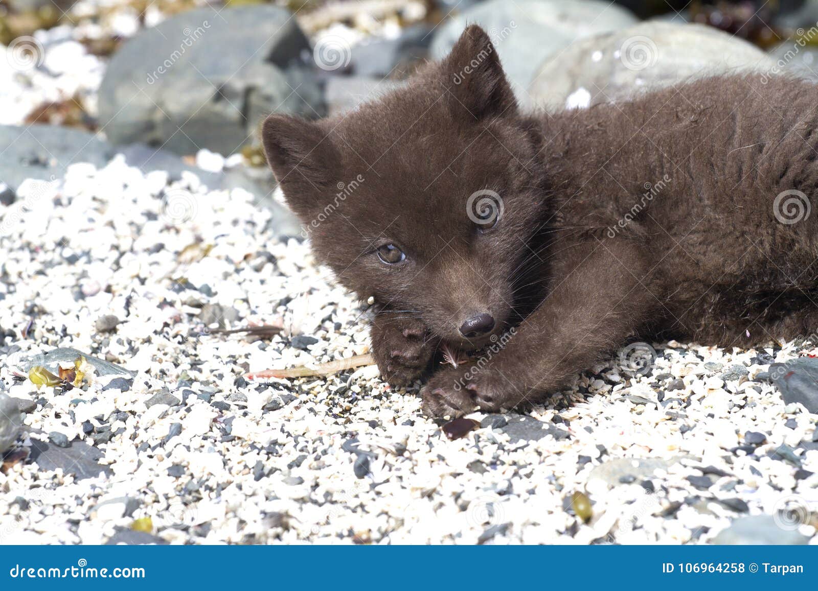 Puppy Commanders Blue Arctic Fox Which Lies on the Sand on the S Stock ...