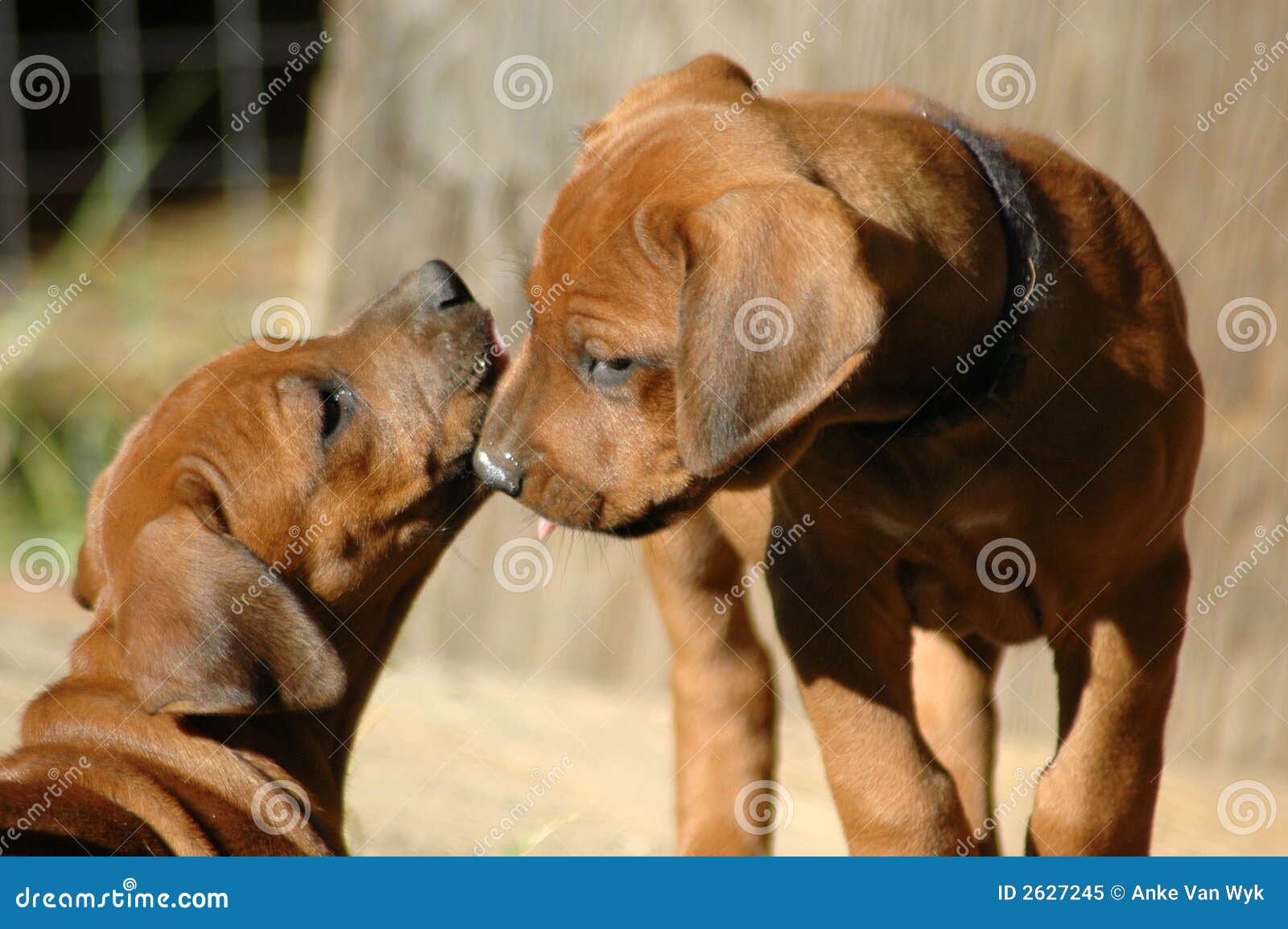 Puppy conversation stock image. Image of garden, communication - 2627245