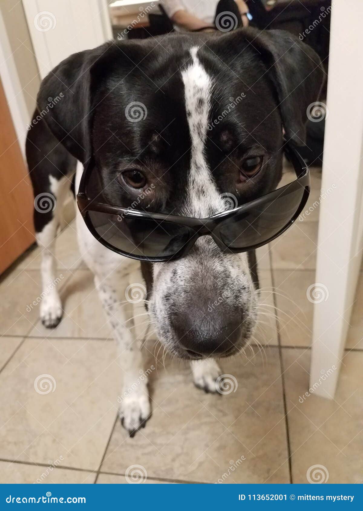 Puppy so cool need shades stock image. Image of shades - 113652001