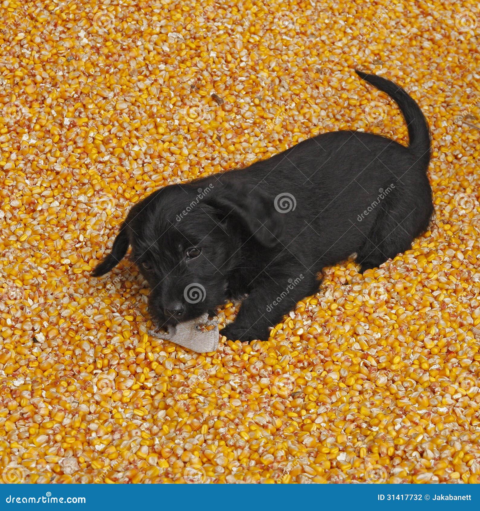 Puppy in corn stock photo. Image of seeds, isolated, corn - 31417732
