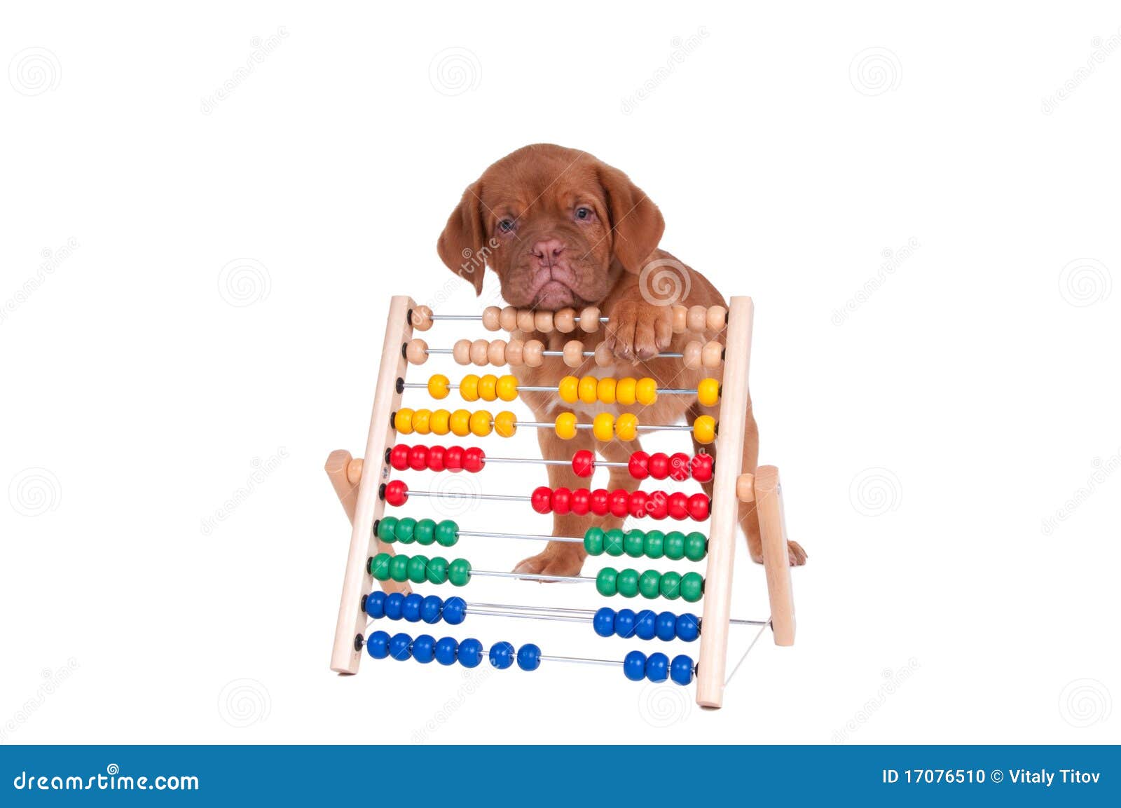 Puppy counting stock photo. Image of portrait, budget - 17076510