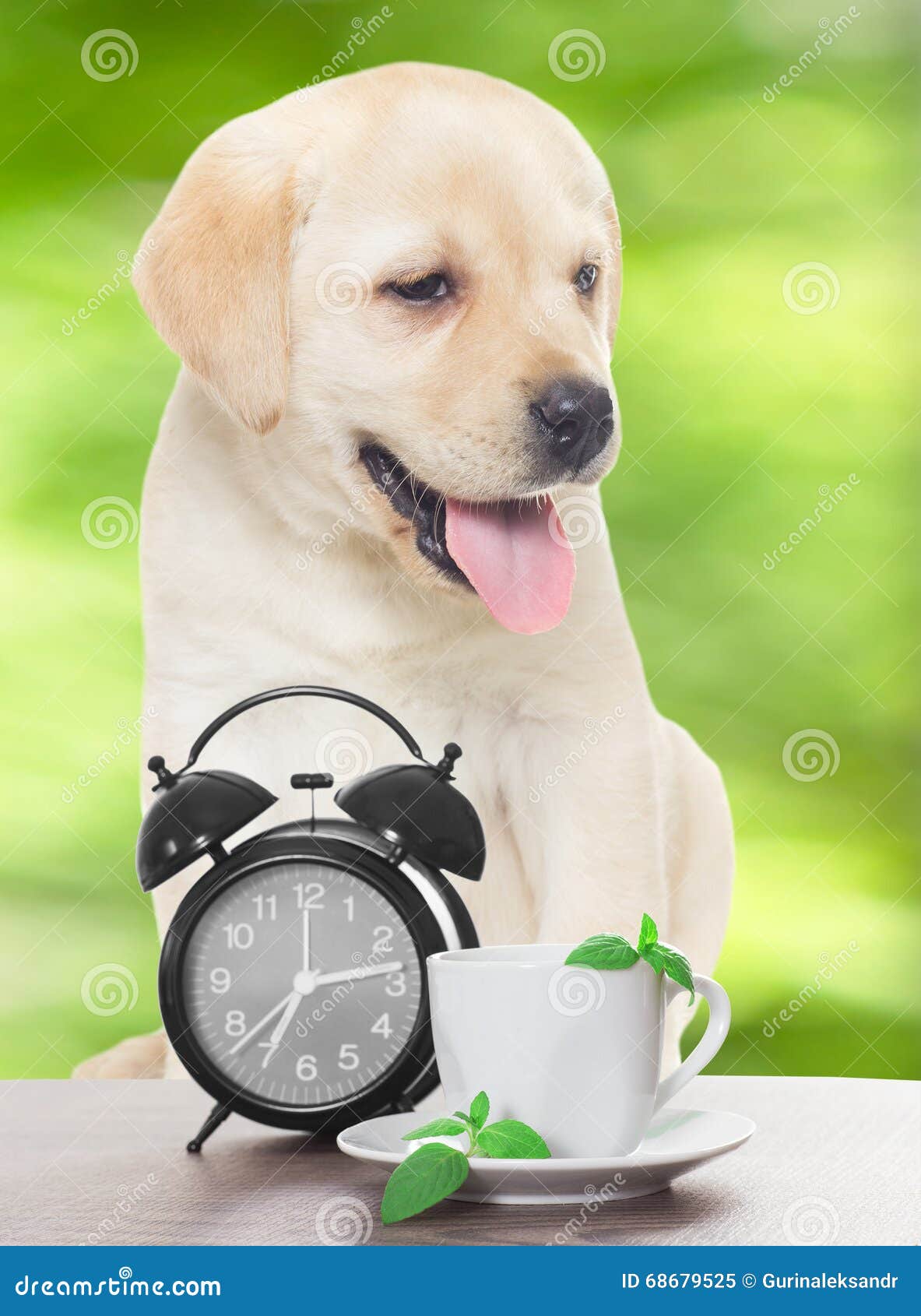 Puppy and a cup of tea stock image. Image of canine, small - 68679525