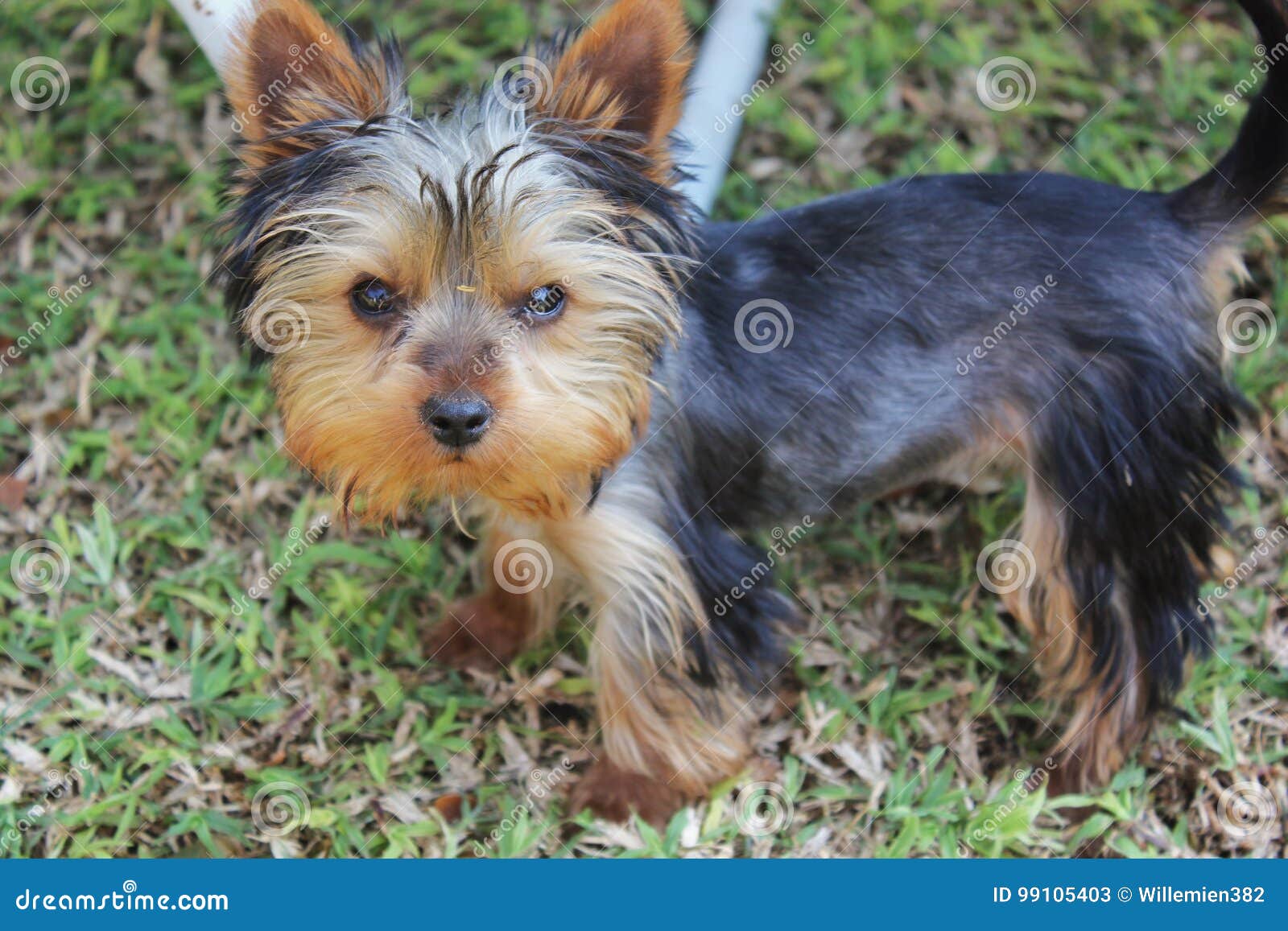Puppy stock image. Image of sweet, baby, yorkie, cute - 99105403