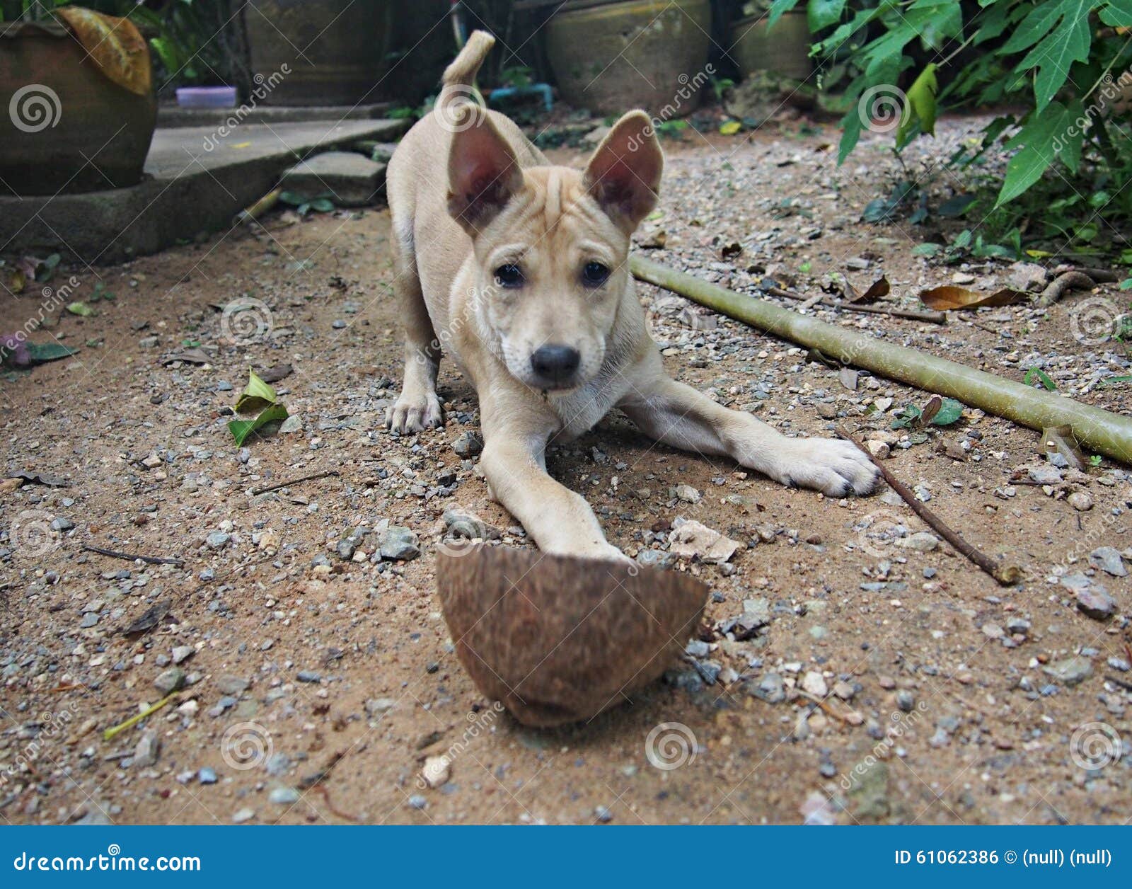Puppy stock photo. Image of young, coconut, dogs, looking - 61062386