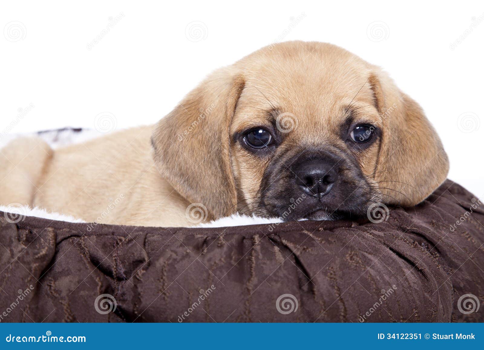 Puppy stock image. Image of brown, asleep, mutt, small - 34122351