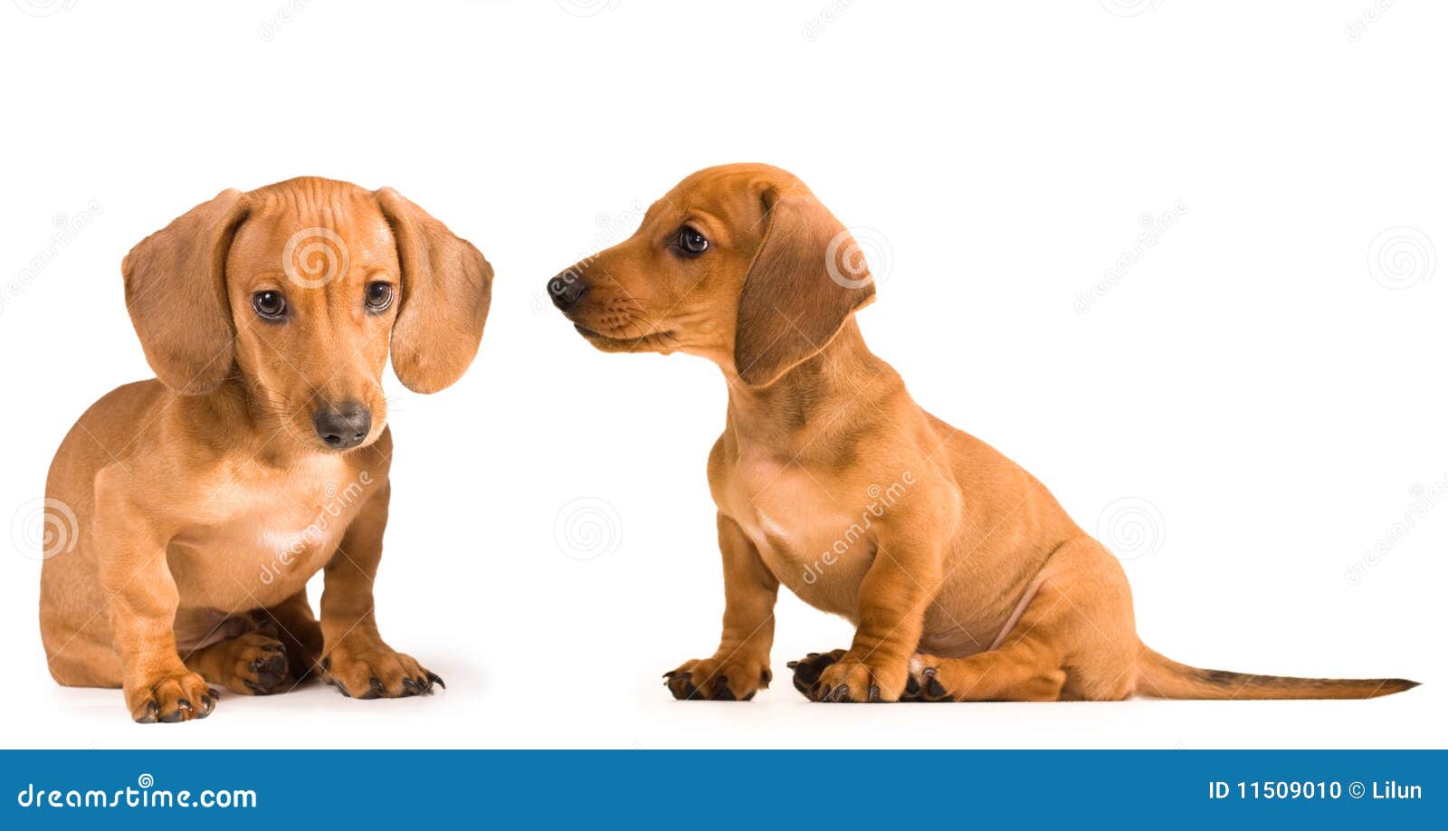 Puppy Dachshund stock photo. Image of food, carnations - 11509010