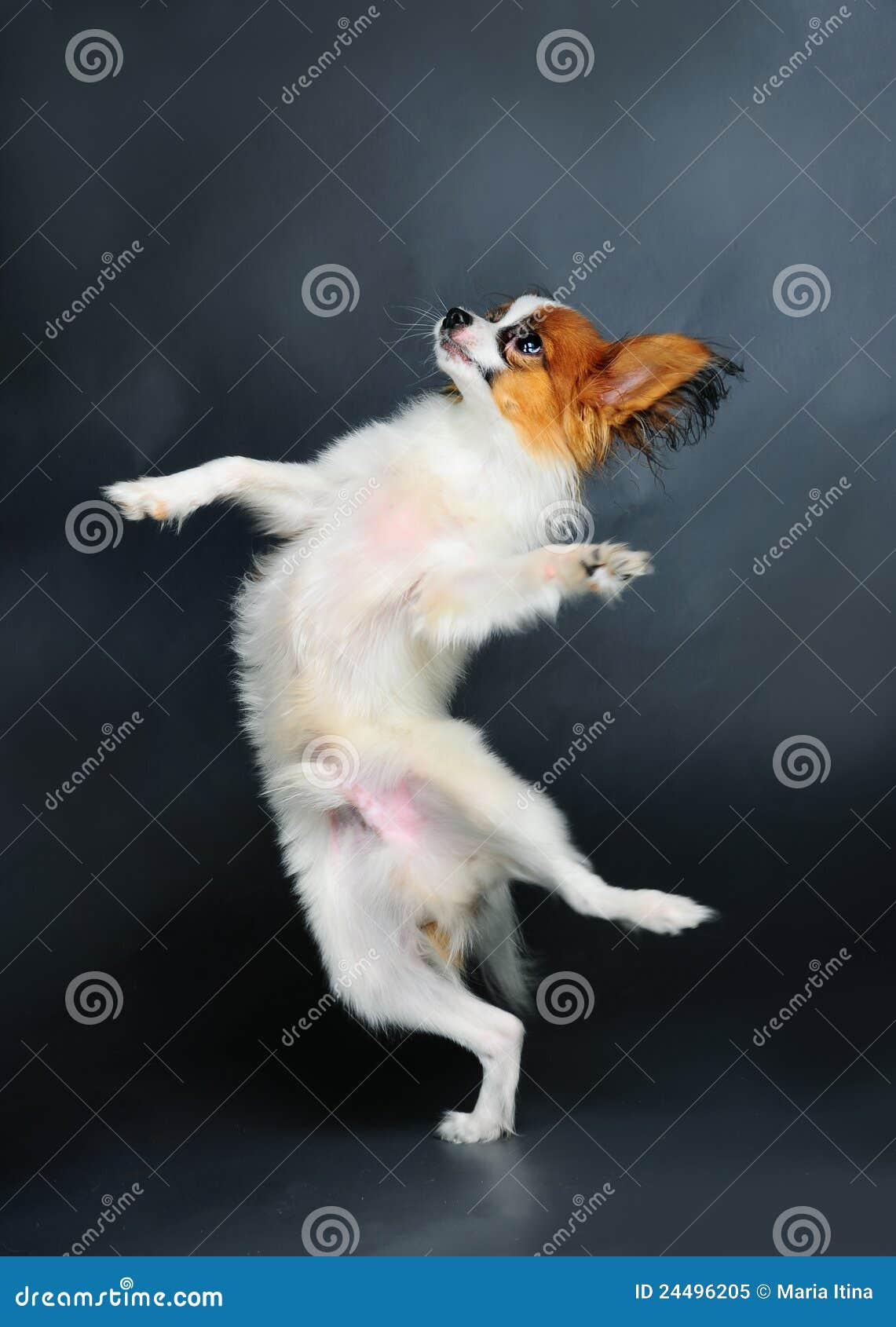 Puppy Dancing Royalty Free Stock Photo - Image: 24496205