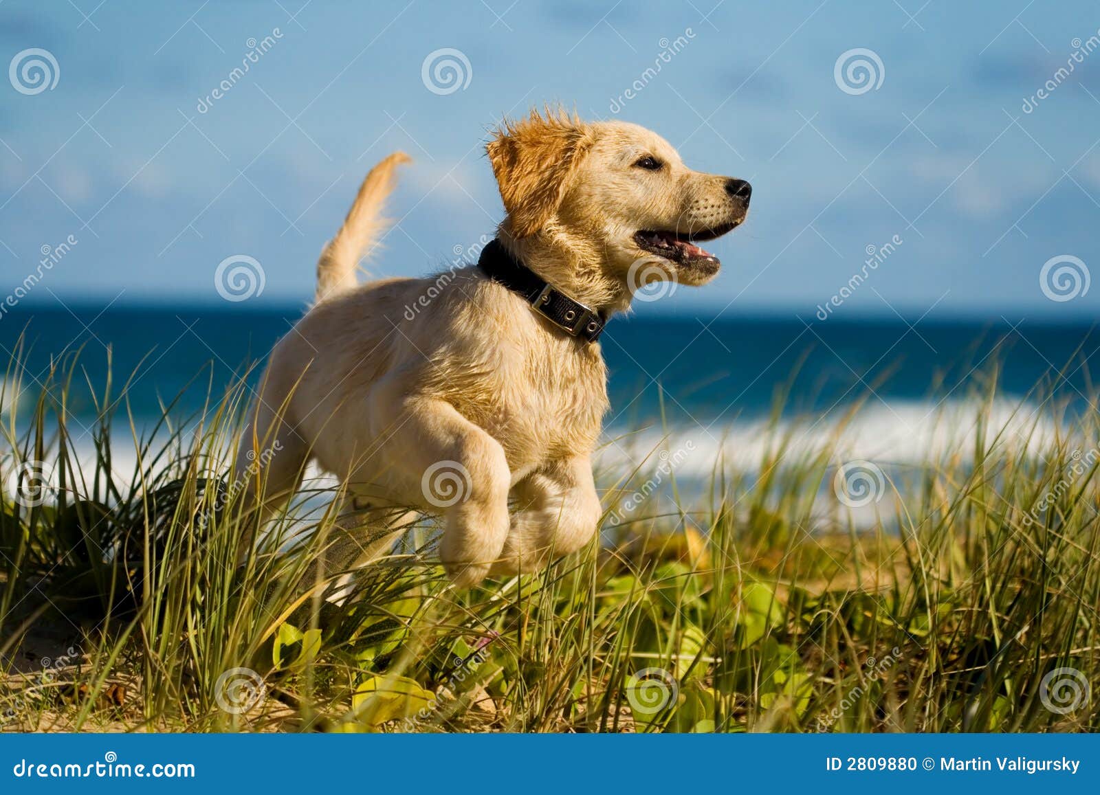 Puppy Dat Op Het Strand Springt Stock Foto - Image of opgewekt, bladen ...