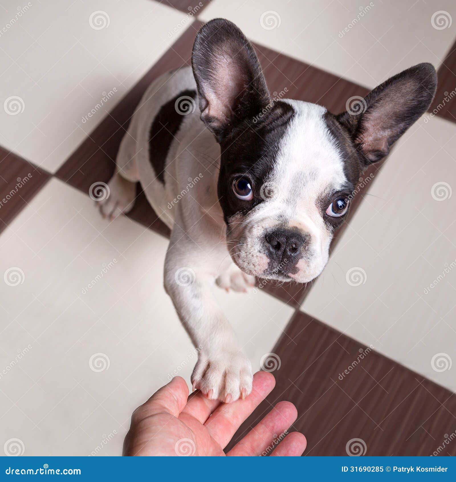 Puppy die een poot geven stock afbeelding. Image of weinig - 31690285