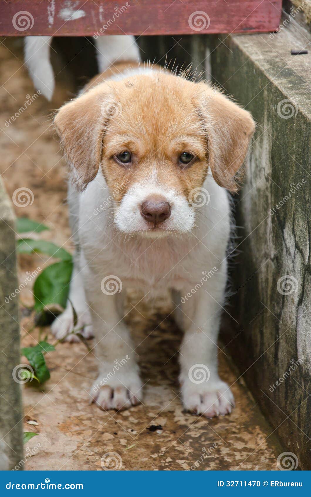 Puppy in the ditch stock photo. Image of grass, relationship - 32711470