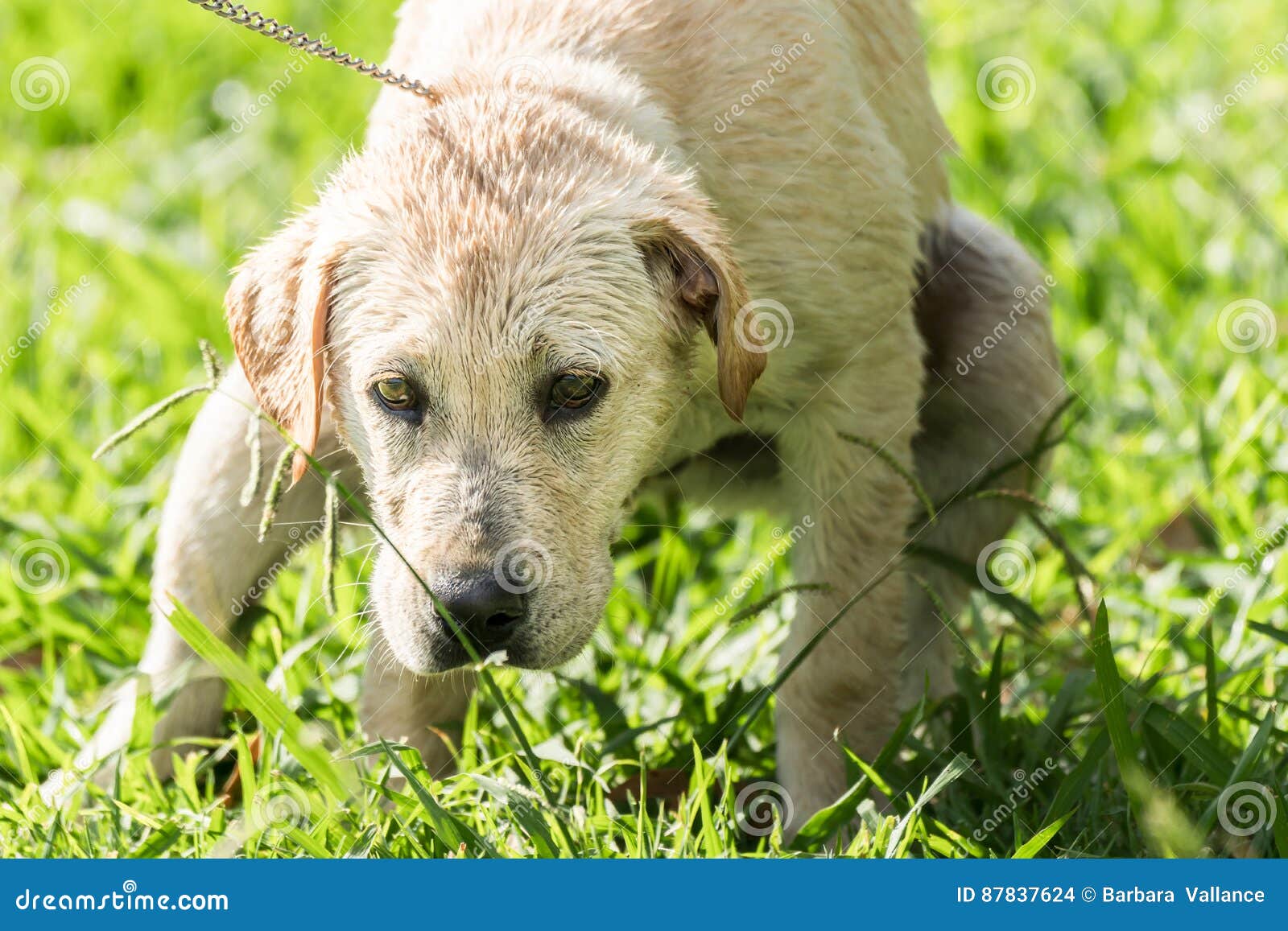 Puppy Does Poo stock photo. Image of outdoors, lifestyles - 87837624
