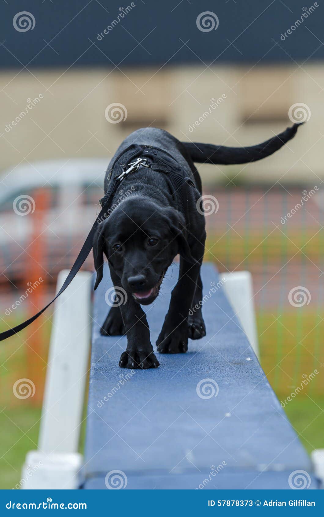 Puppy Dog on Agility Course Stock Image - Image of walking, nervous ...