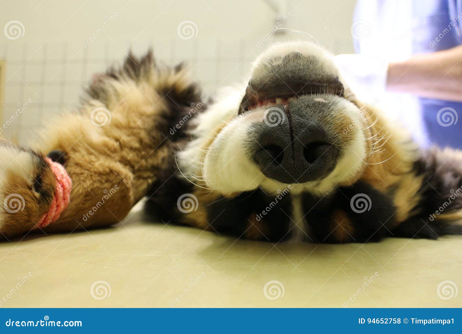 Puppy of dog in anesthesia stock photo. Image of hernia - 94652758