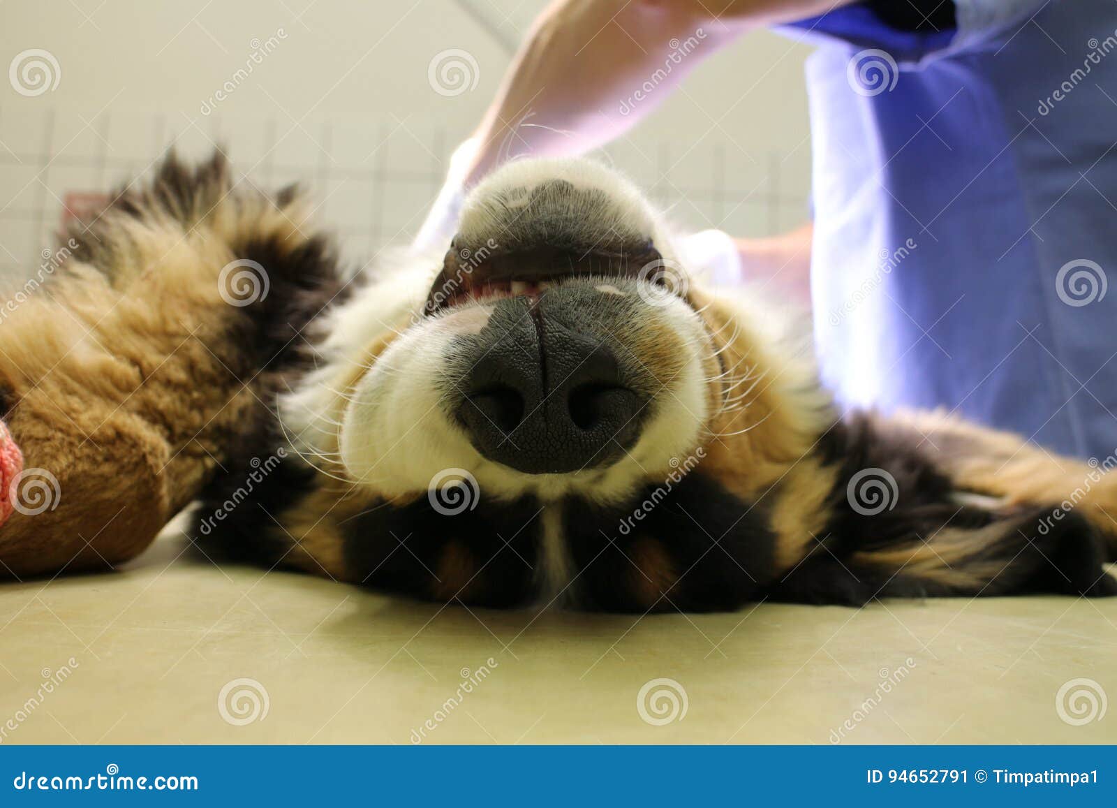 Puppy of dog in anesthesia stock image. Image of desk - 94652791