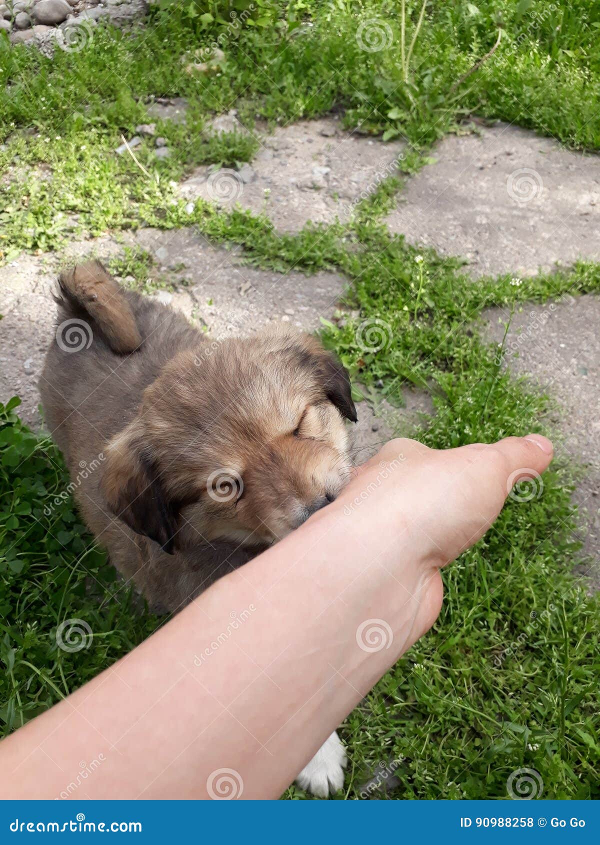 Puppy dog stock photo. Image of brown, litlle, playing - 90988258