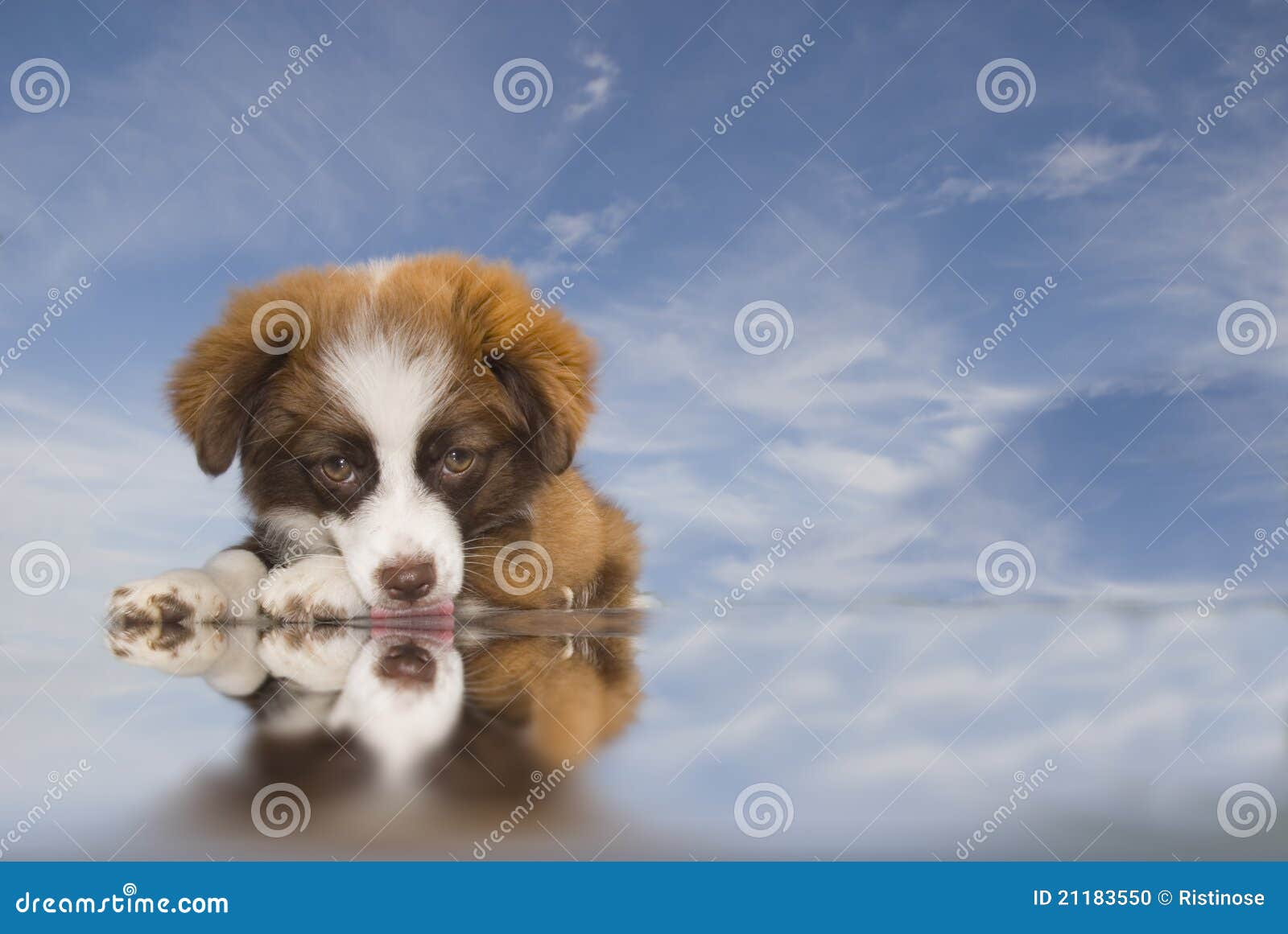 Puppy Dog Blue Sky Background Stock Photo - Image of edge, breed: 21183550