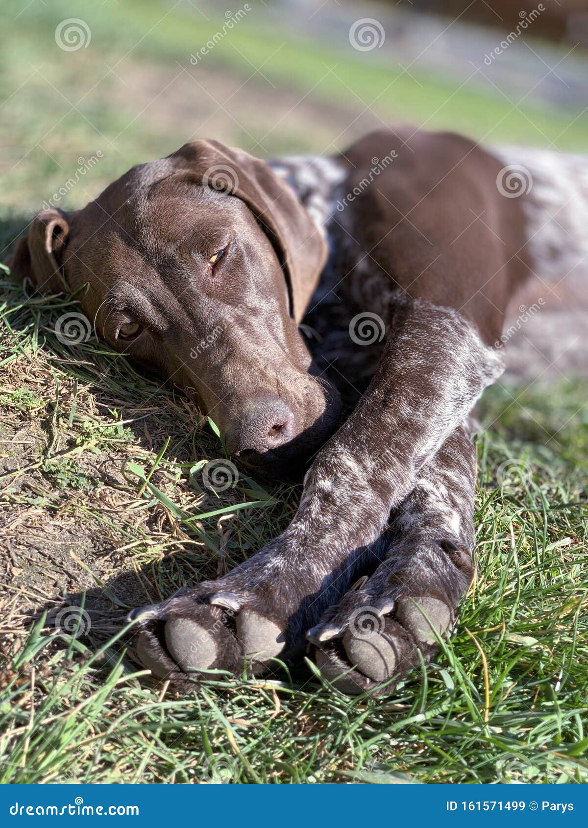 Puppy Dog - Breed German Shorthaired Pointer Sleeping on the Grass ...