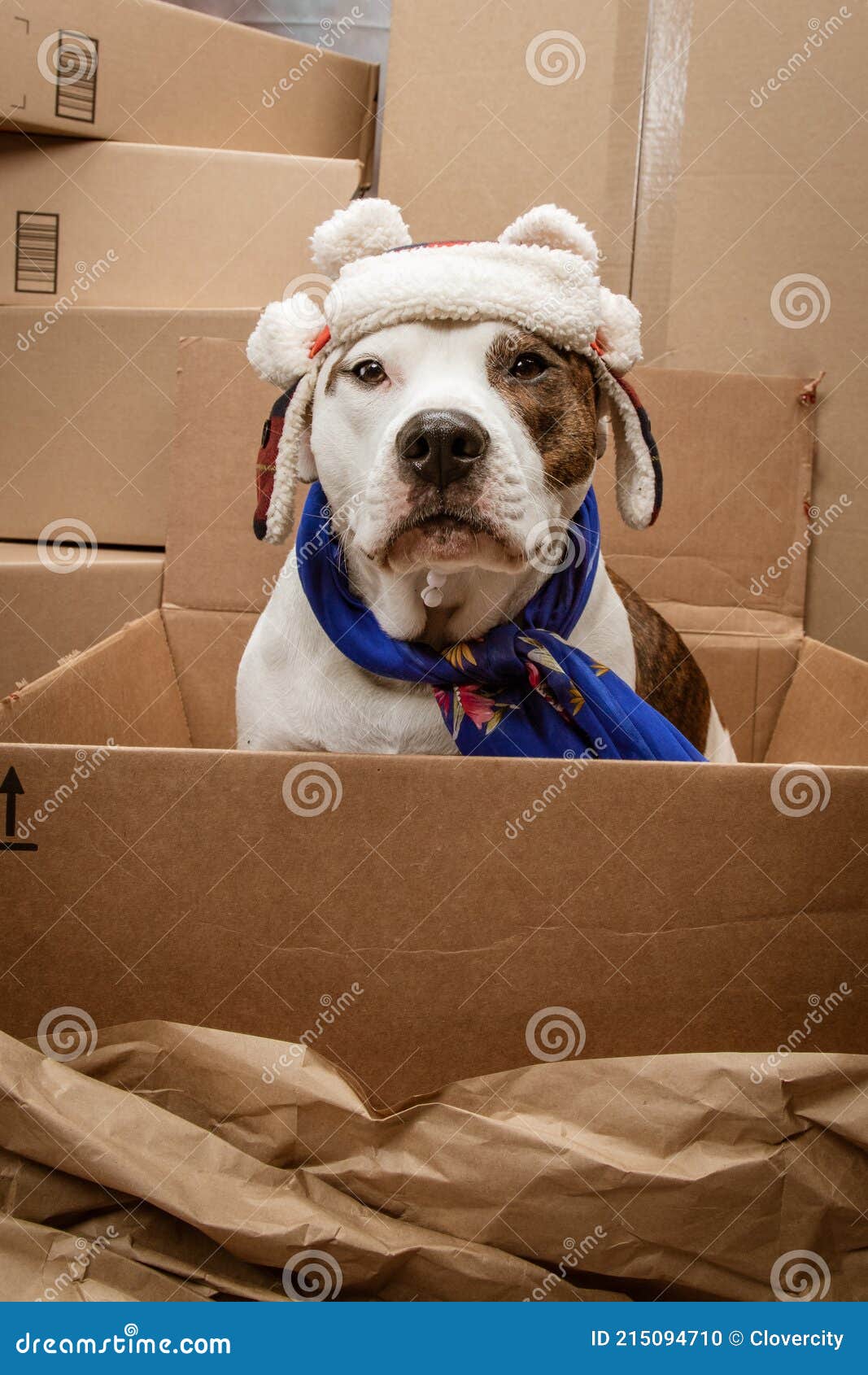 Puppy Dog in a Cardboard Box Stock Photo - Image of pets, camera: 215094710