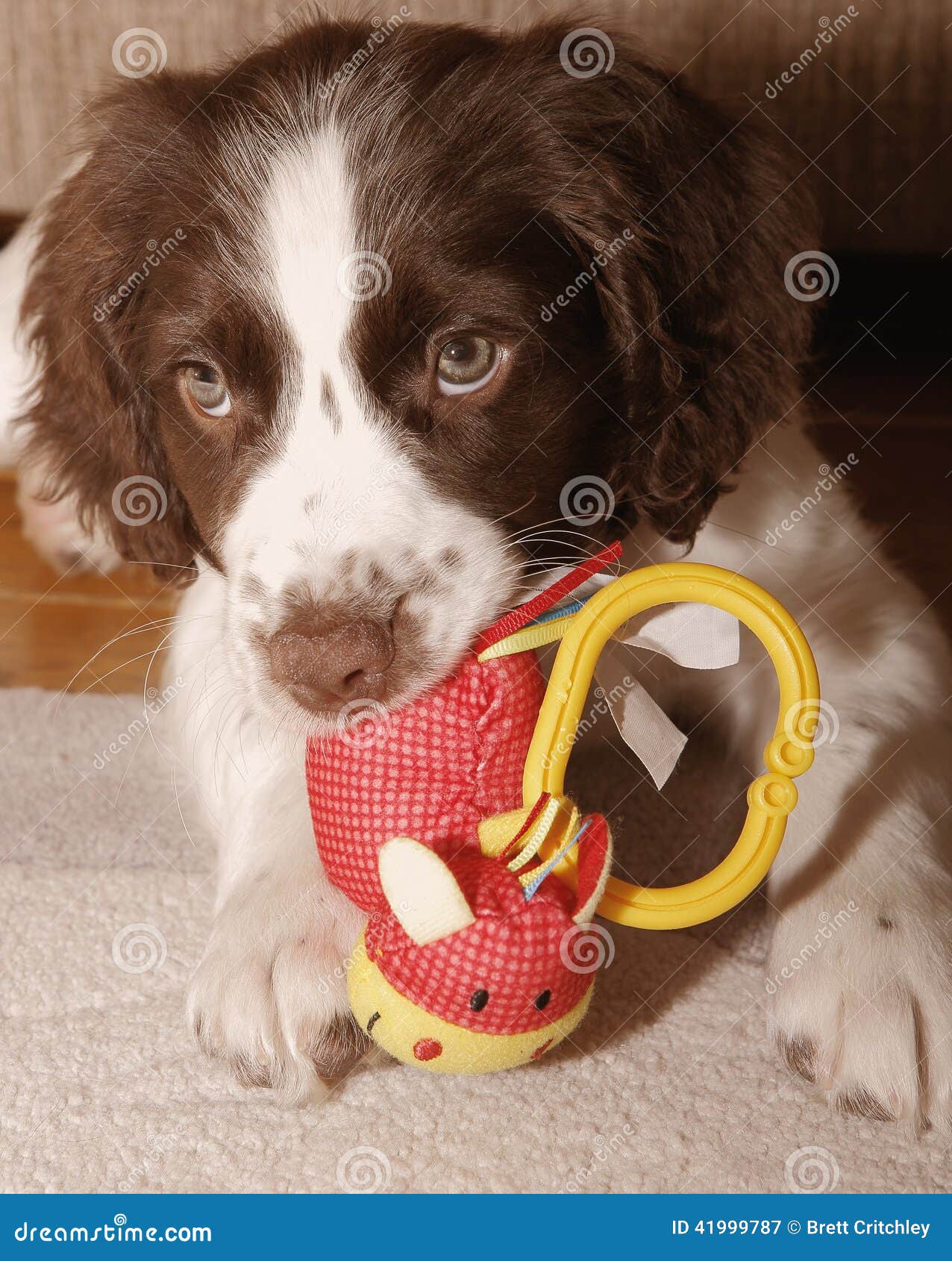 Puppy dog chewing toy stock image. Image of chewing, english - 41999787
