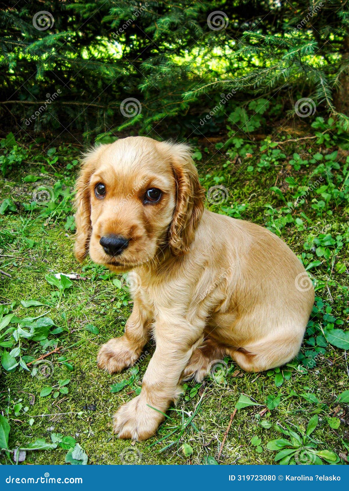 Puppy, Dog, Cocker Spaniel in the Meadow. Stock Photo - Image of ...