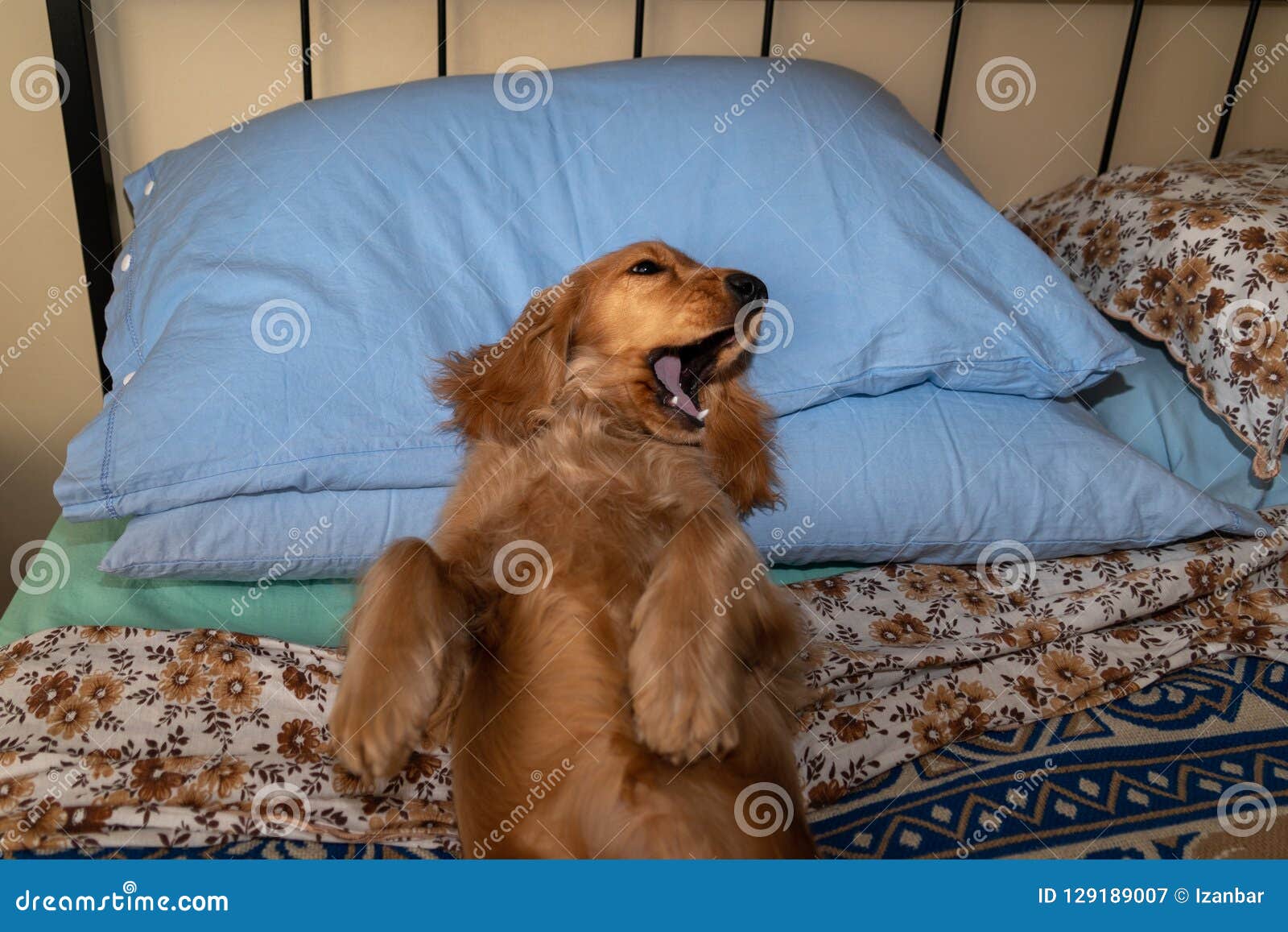 Puppy Dog Cocker Spaniel Relaxing and Sleeping on a Bed Stock Image ...
