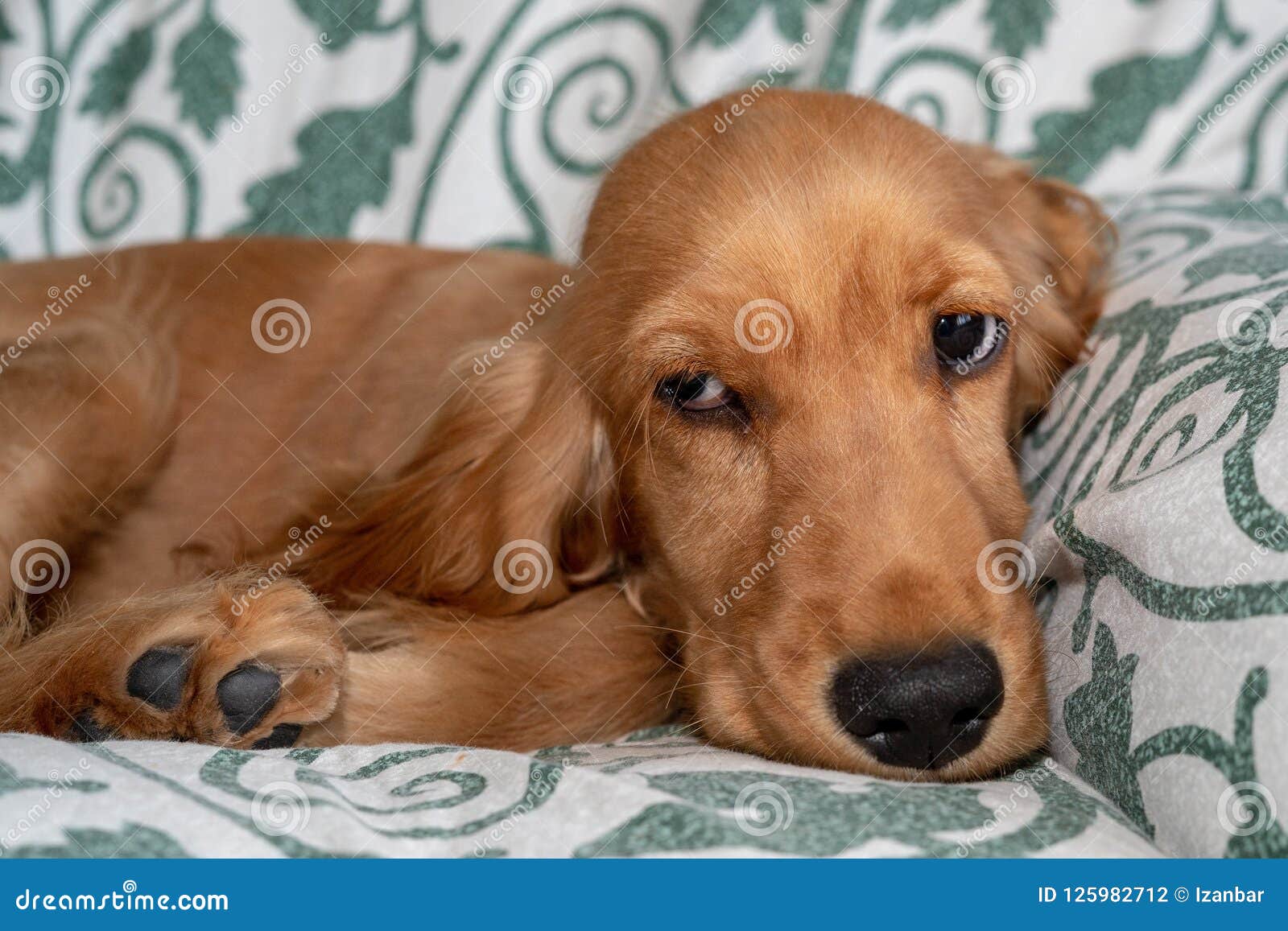 Puppy Dog Cocker Spaniel Relaxing and Sleeping on a Sofa Stock Photo ...
