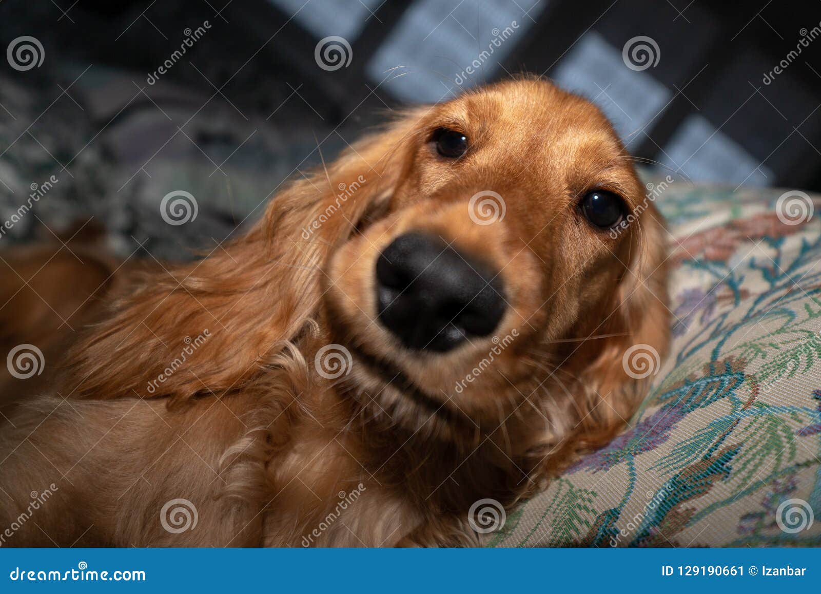 Puppy Dog Cocker Spaniel Relaxing and Sleeping on a Sofa Stock Image ...