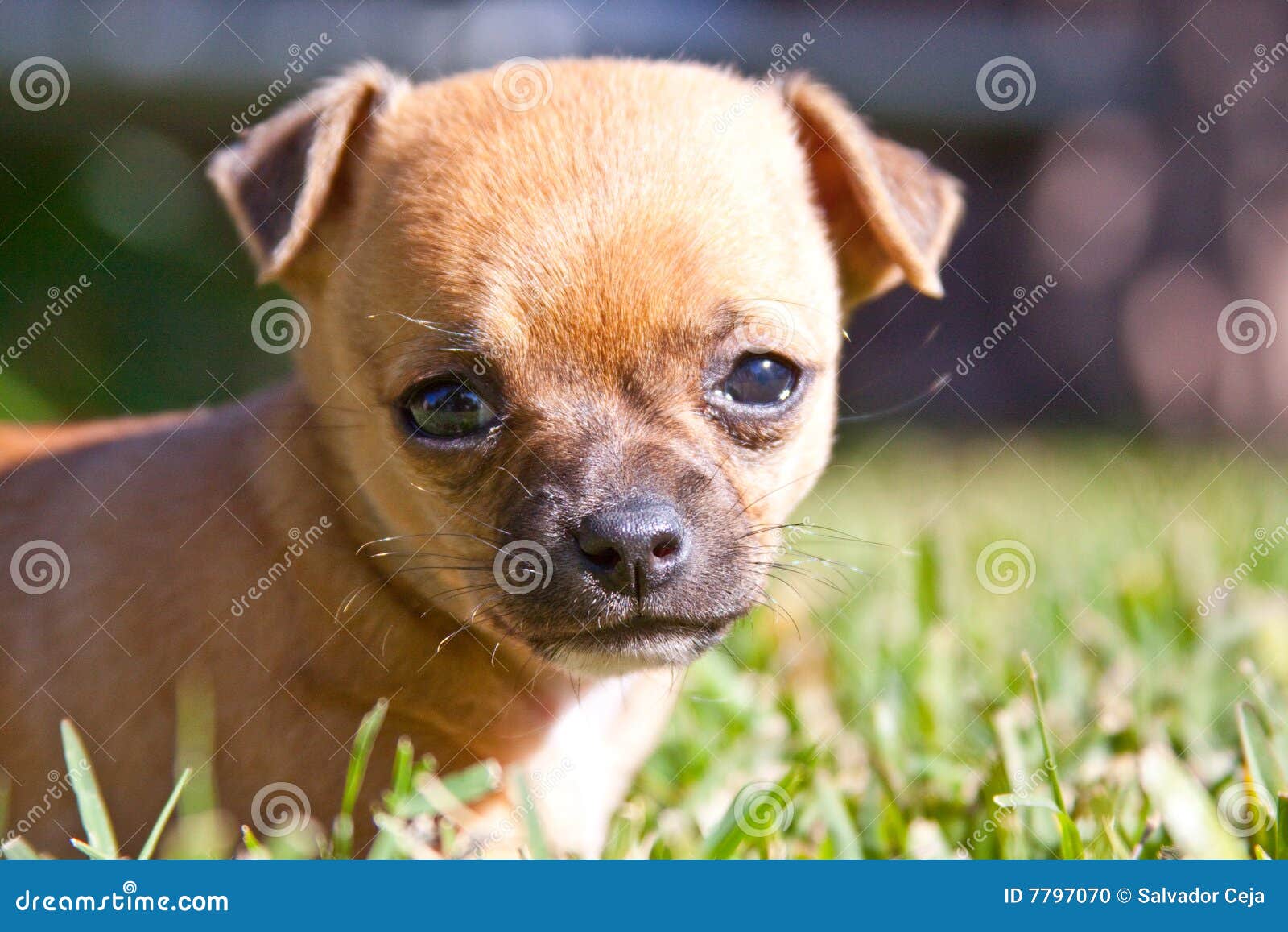 Puppy dog curious stock photo. Image of expression, adorable - 7797070